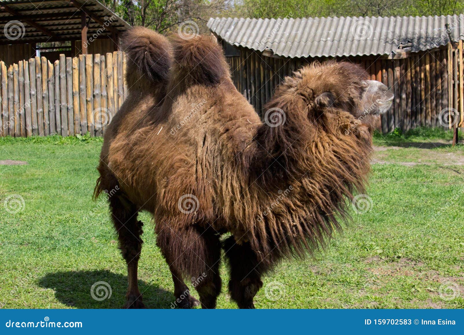 Camel stock image. Image of animals, mammal, dromedary - 159702583