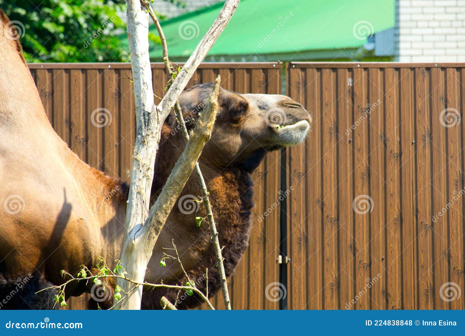 Camel stock photo. Image of livestock, dromedary, humped - 224838848