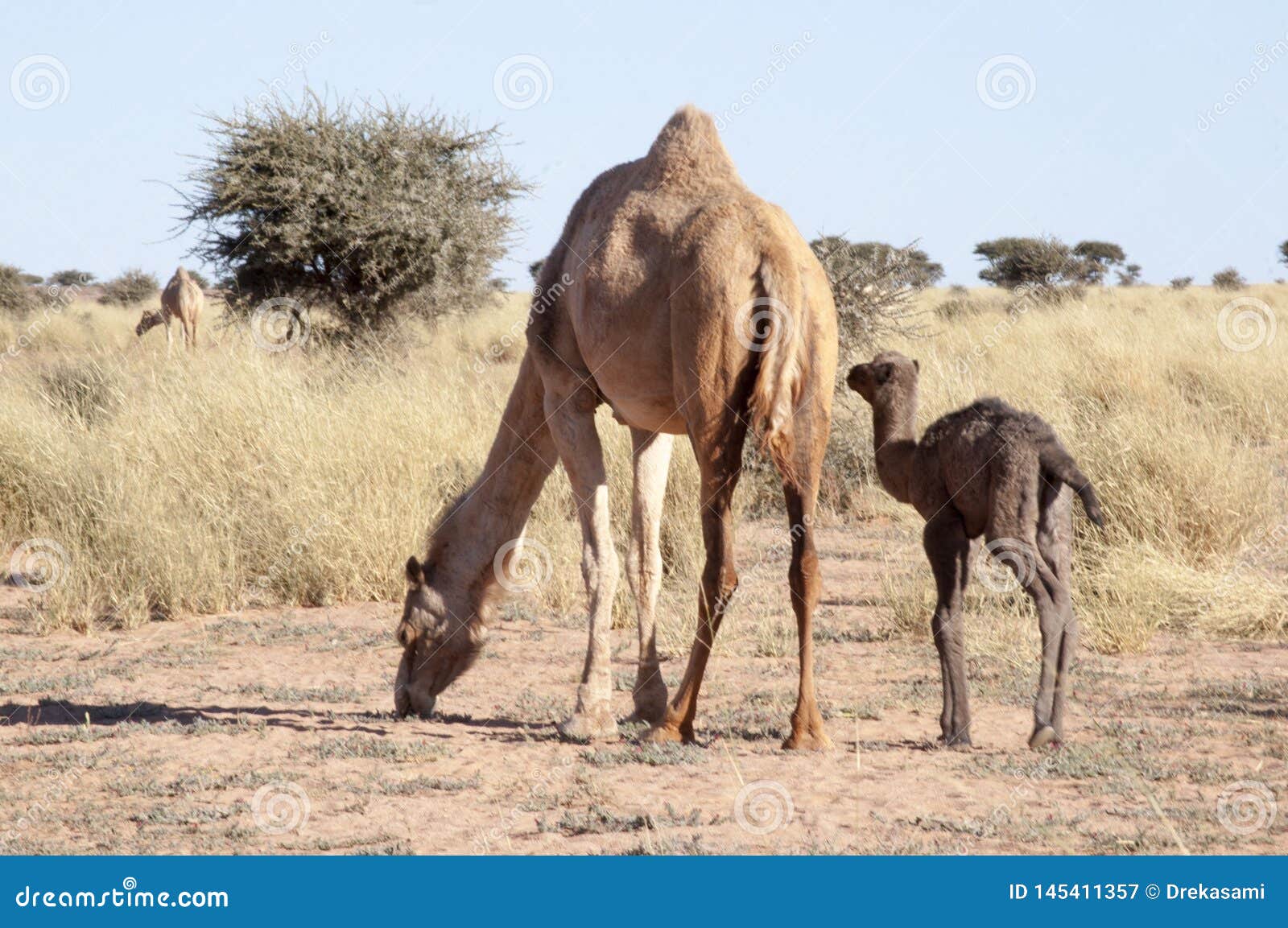 Camel stock image. Image of cheerful, dromedary, extreme - 145411357