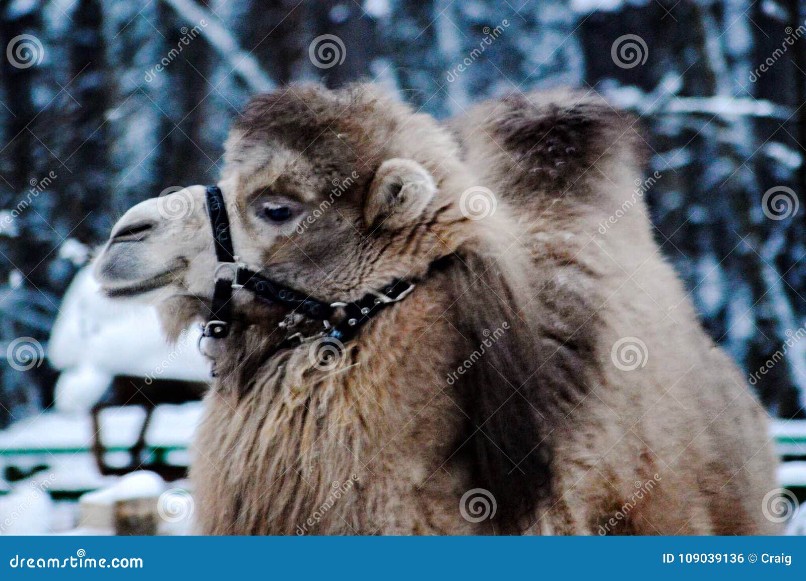 Camel stock photo. Image of snow, winter, camel, wildlife - 109039136