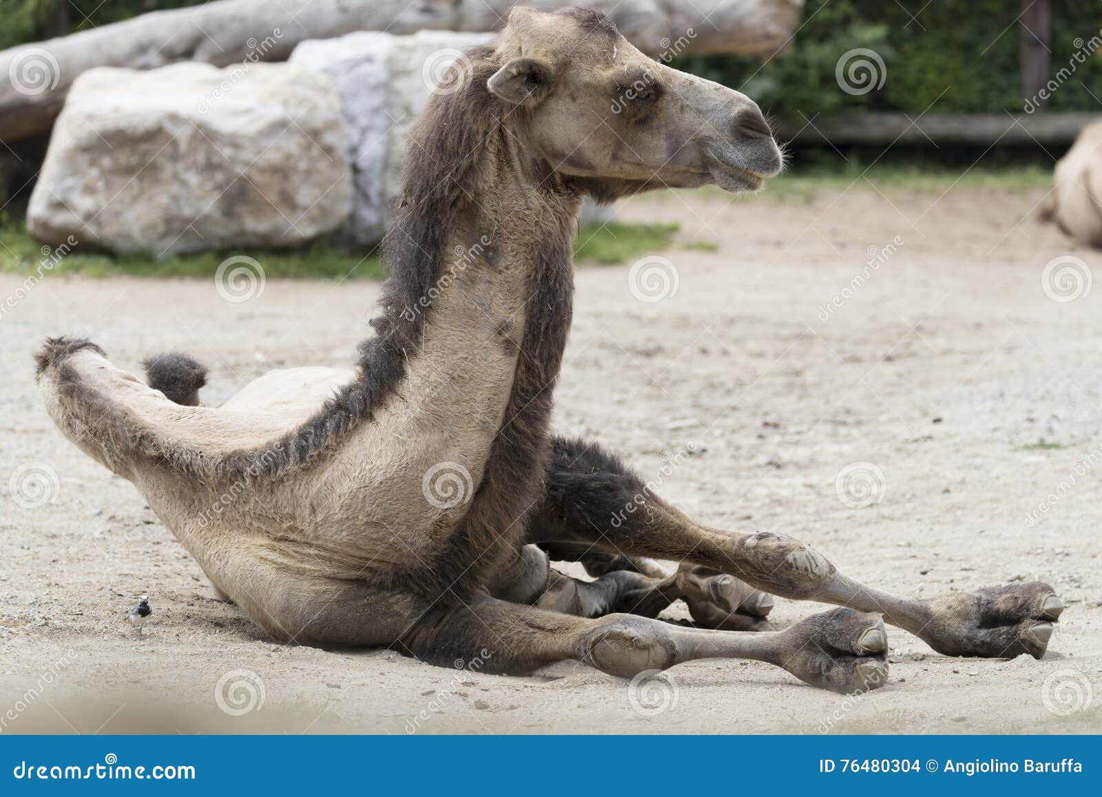 Camel stock photo. Image of wildlife, sand, sleepy, summer - 76480304