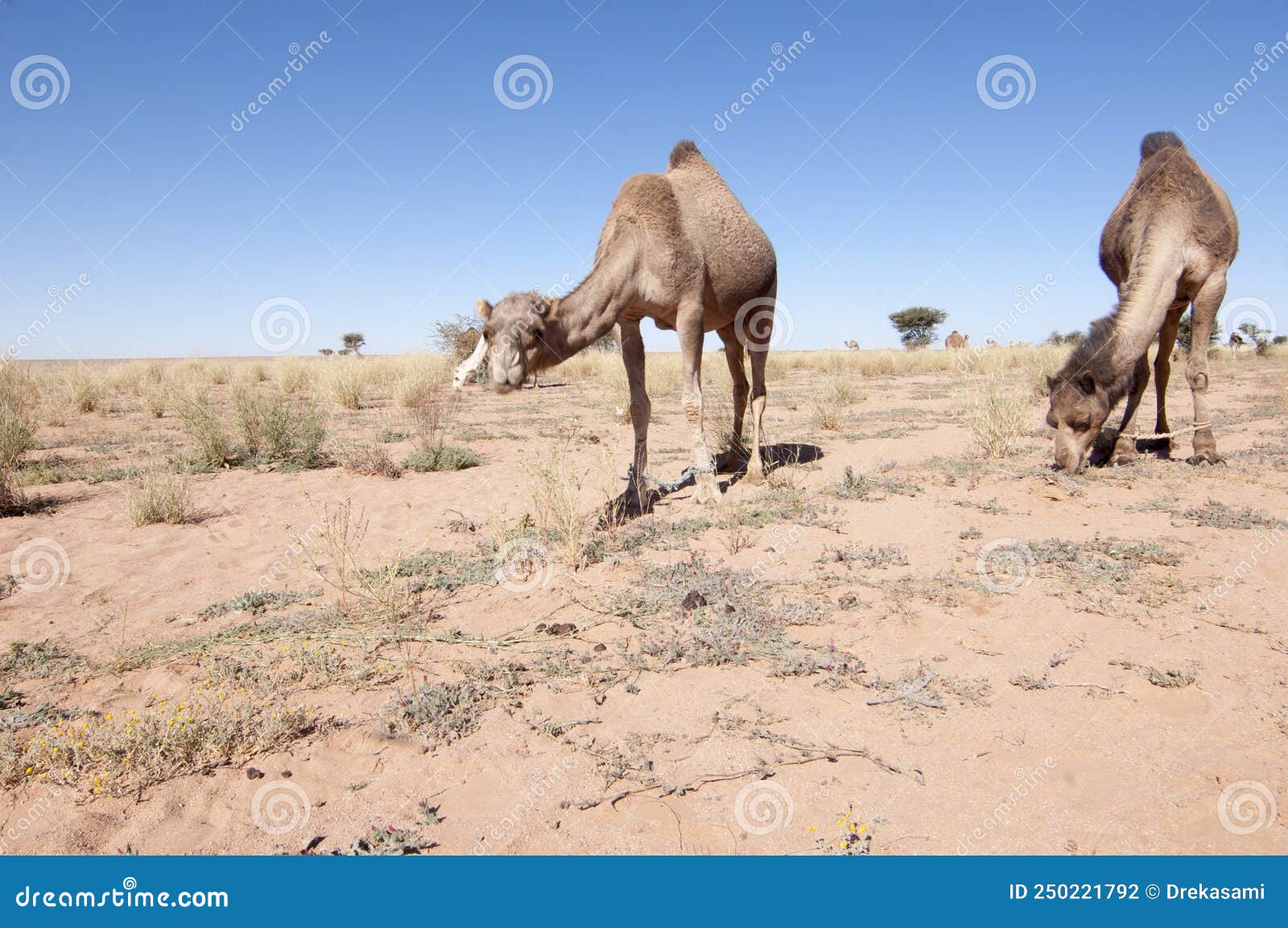 Camel stock photo. Image of closeup, camel, head, brown - 250221792