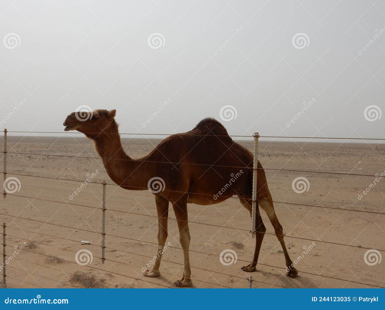 Camel, Camels Stock Photo | CartoonDealer.com #244123104