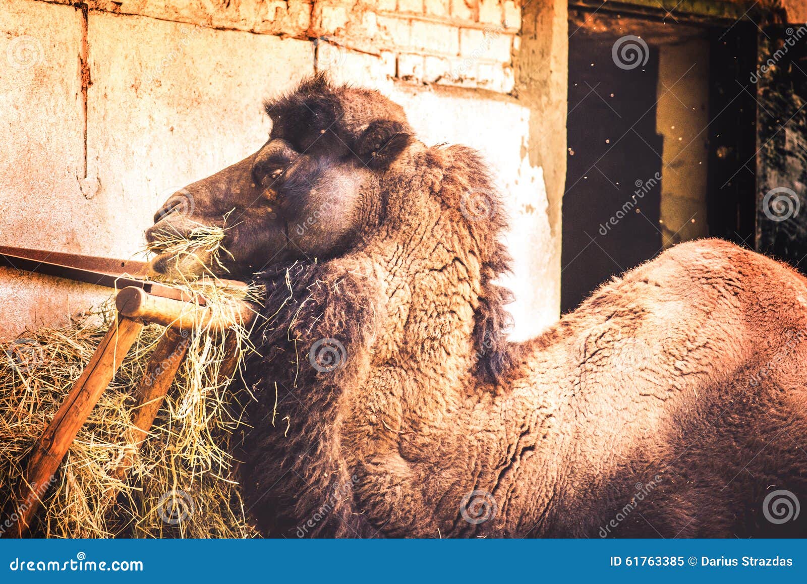 Camel stock image. Image of travel, eating, fauna, bactrianus - 61763385