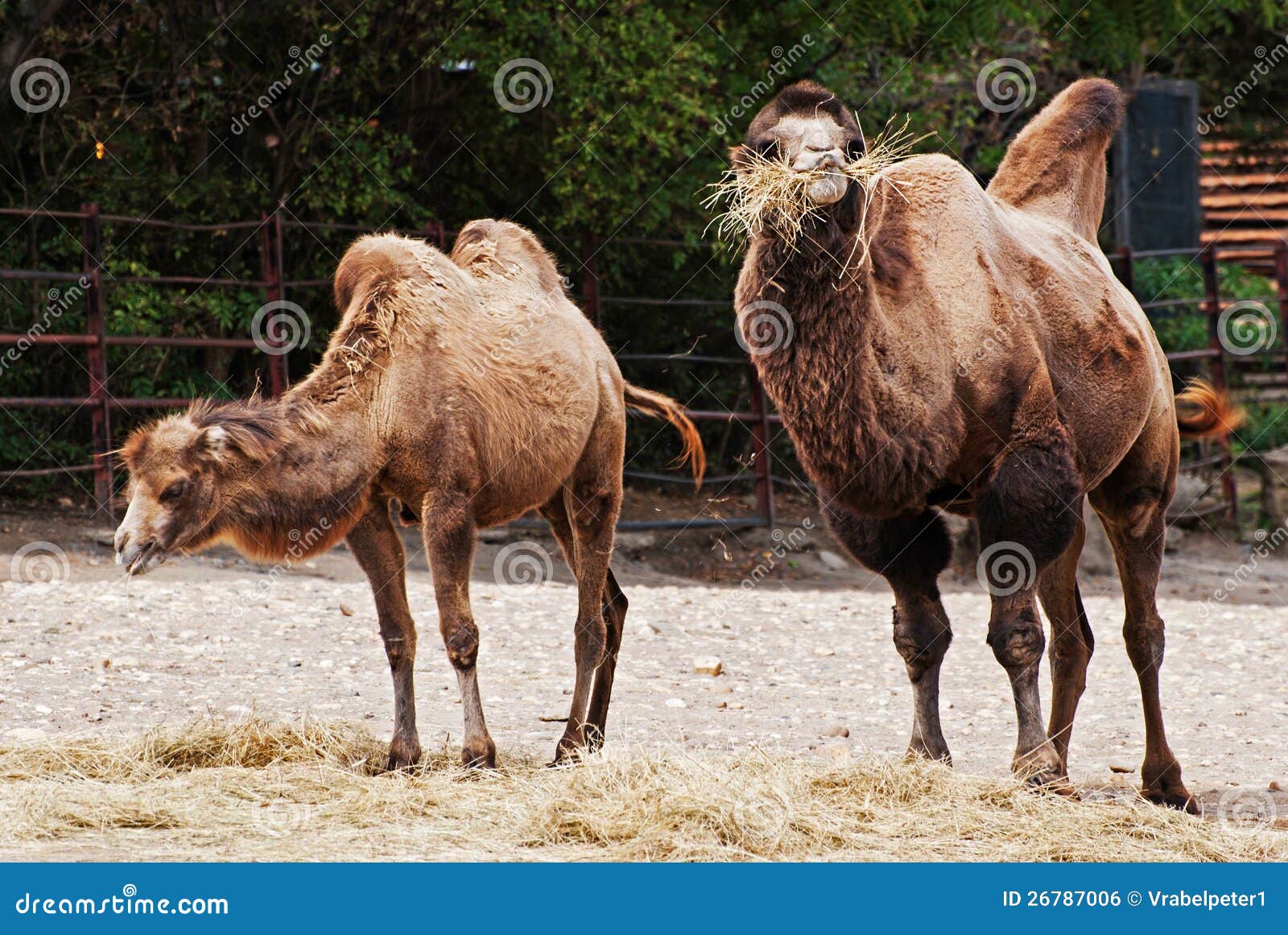 Camel (Camelus Ferus Bactrianus) Stock Photo - Image of detail, steppe ...