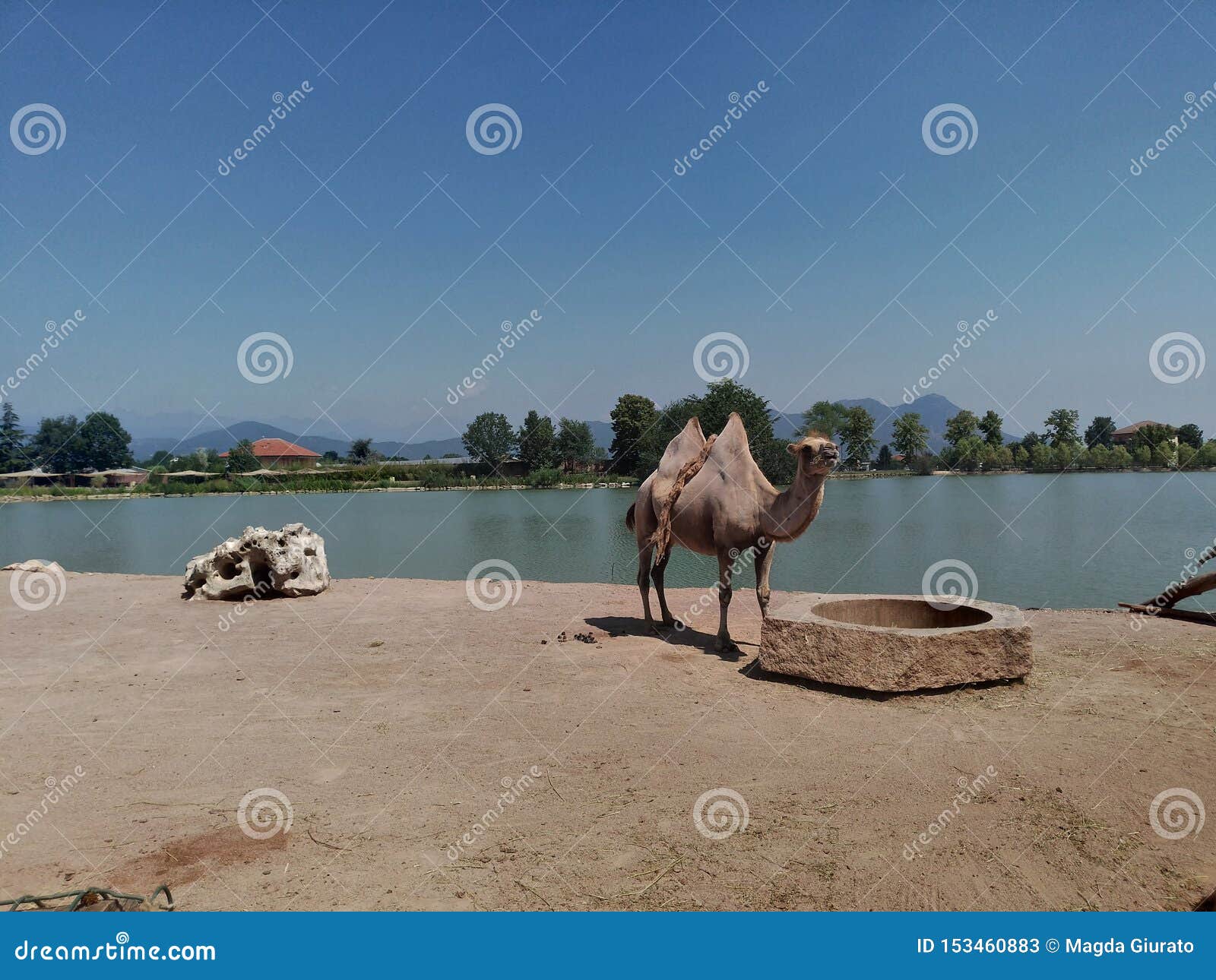 Camel stock image. Image of cute, animals, zoom, cammello - 153460883