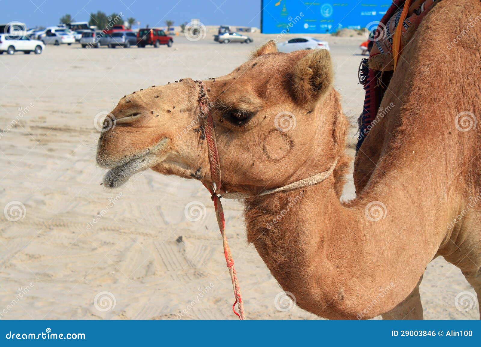 Camel in a camp stock photo. Image of camel, desert, dunes - 29003846