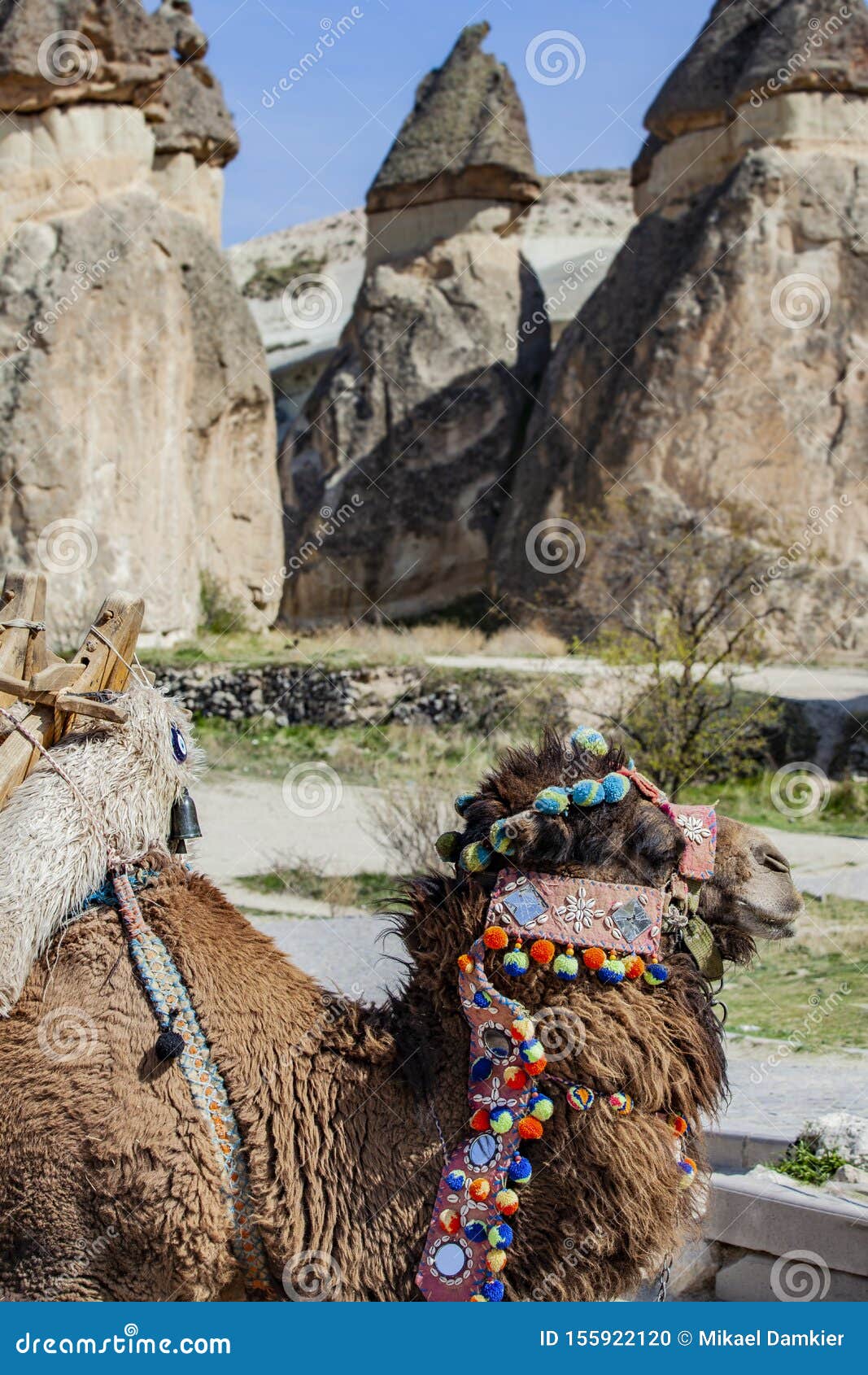 Camel in Cappadocia, Turkey Stock Photo - Image of spring, eastern ...