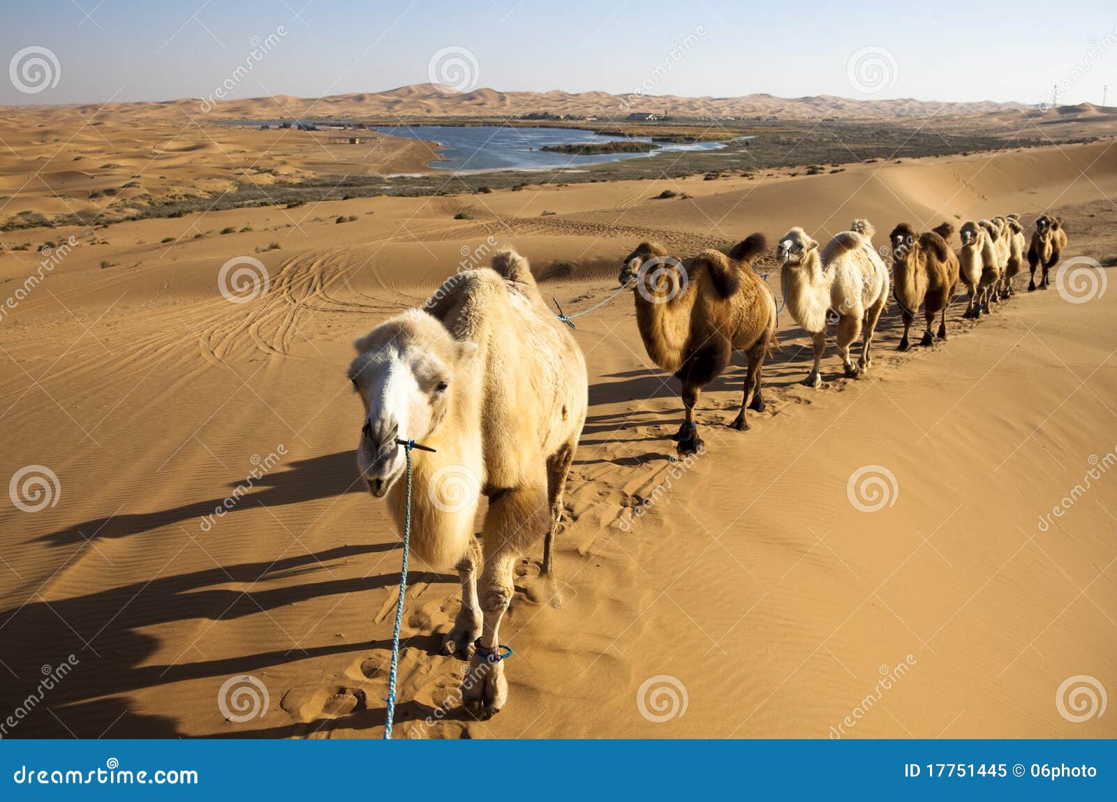 Camel caravan stock image. Image of color, midday, arid - 17751445