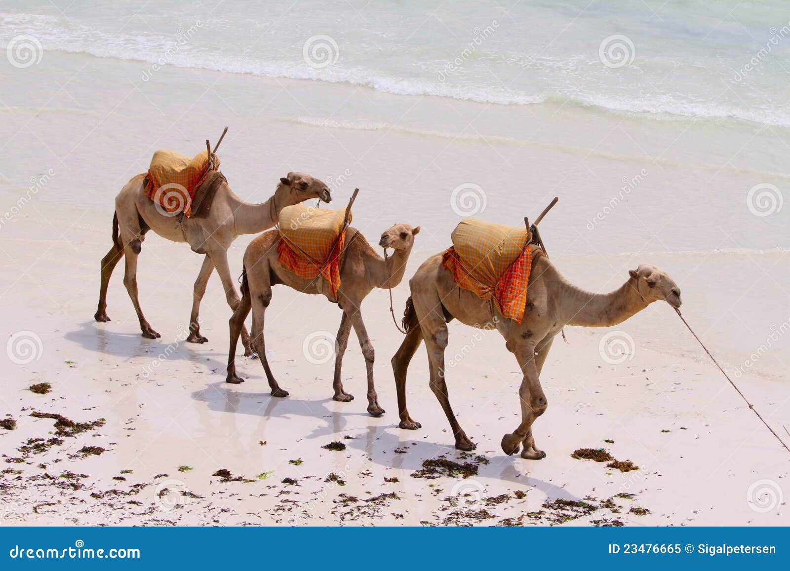 Camel caravan stock image. Image of desert, horizon, dunes - 23476665