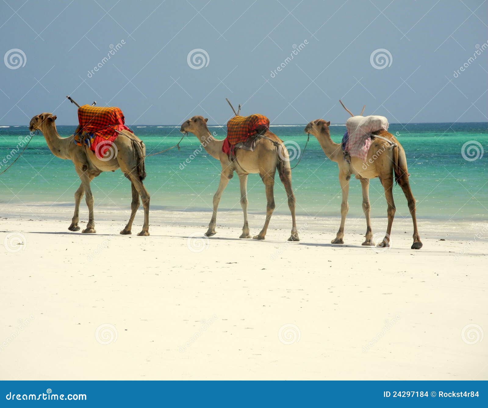 Camel Caravan stock photo. Image of kenya, beach, africa - 24297184