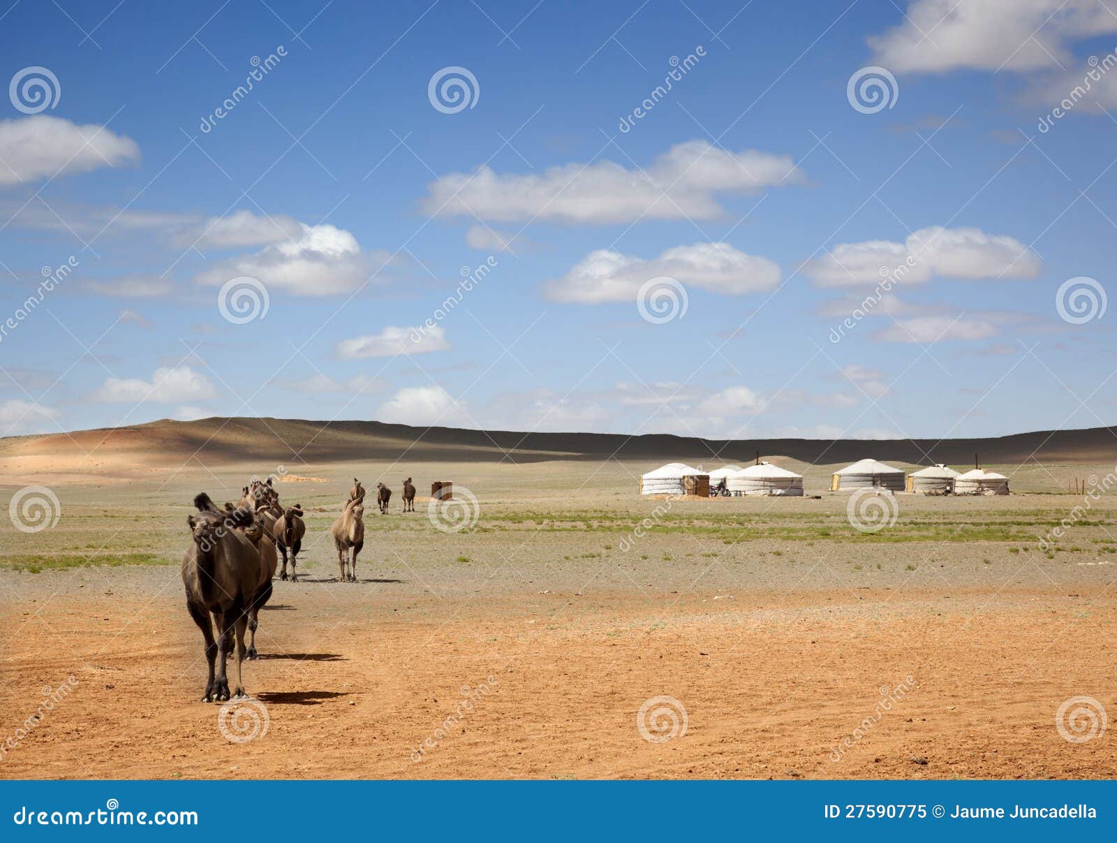 Camel caravan stock image. Image of beauty, independent - 27590775