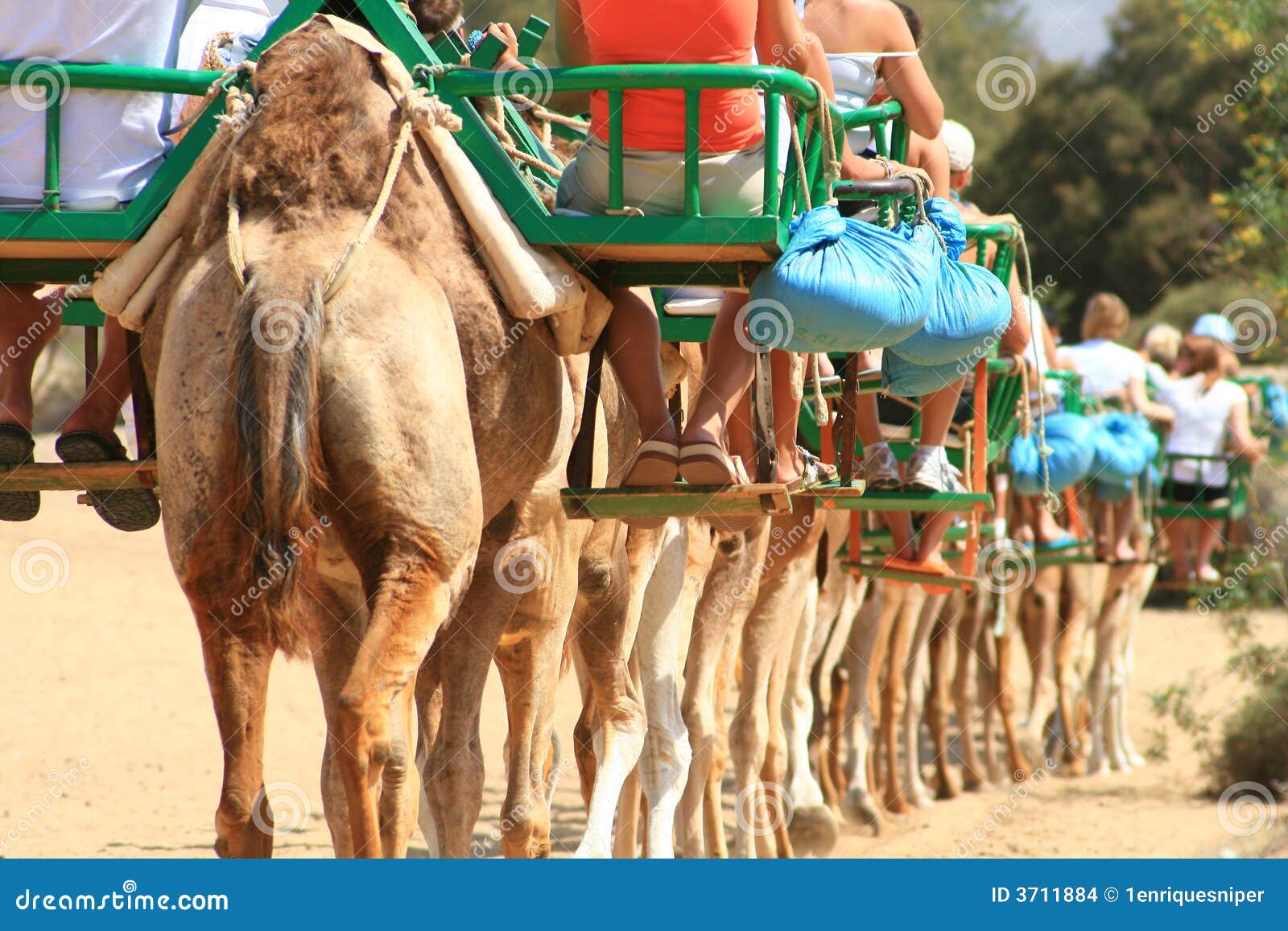 Camel caravan stock photo. Image of mammal, water, desert - 3711884