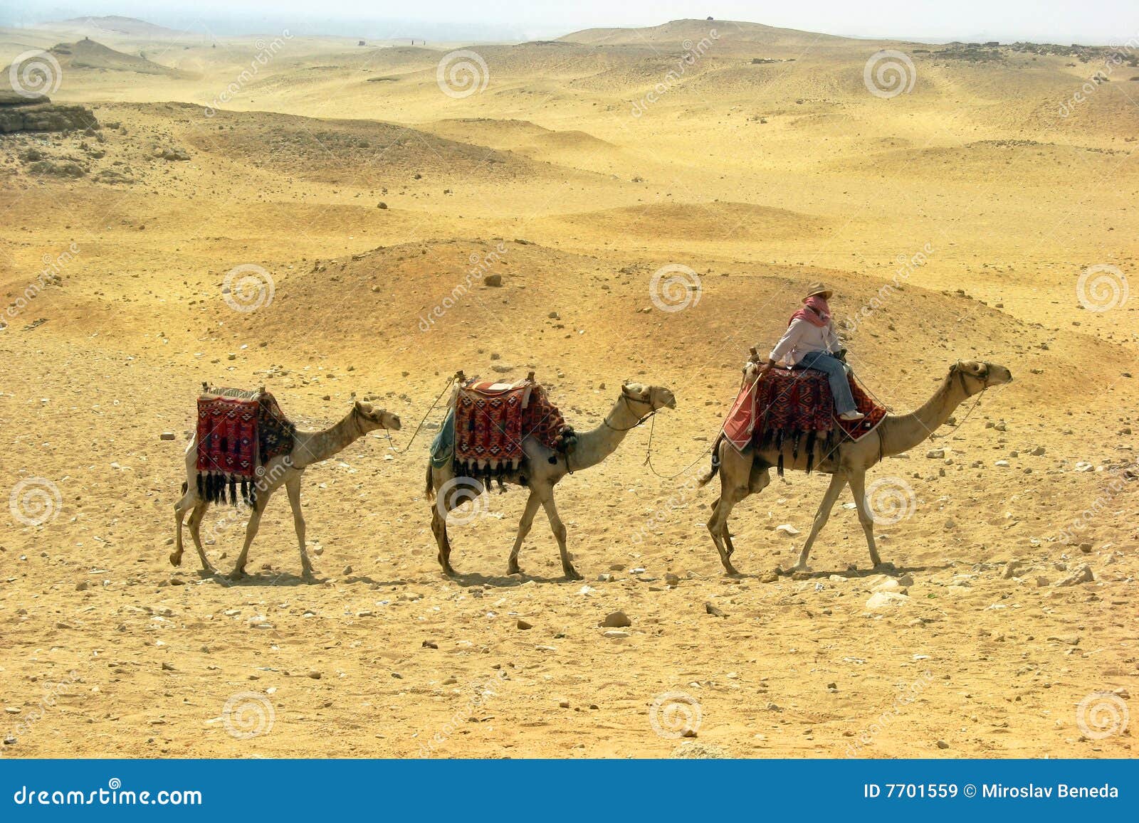 Camel caravan in desert stock image. Image of domestic - 7701559