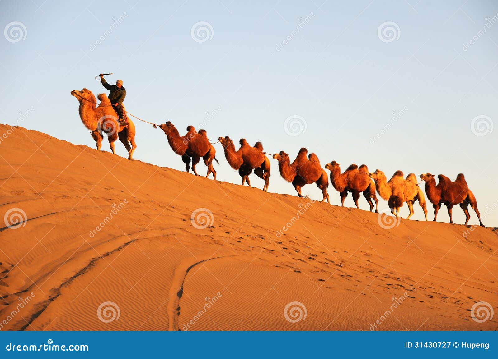 China Camel Caravans