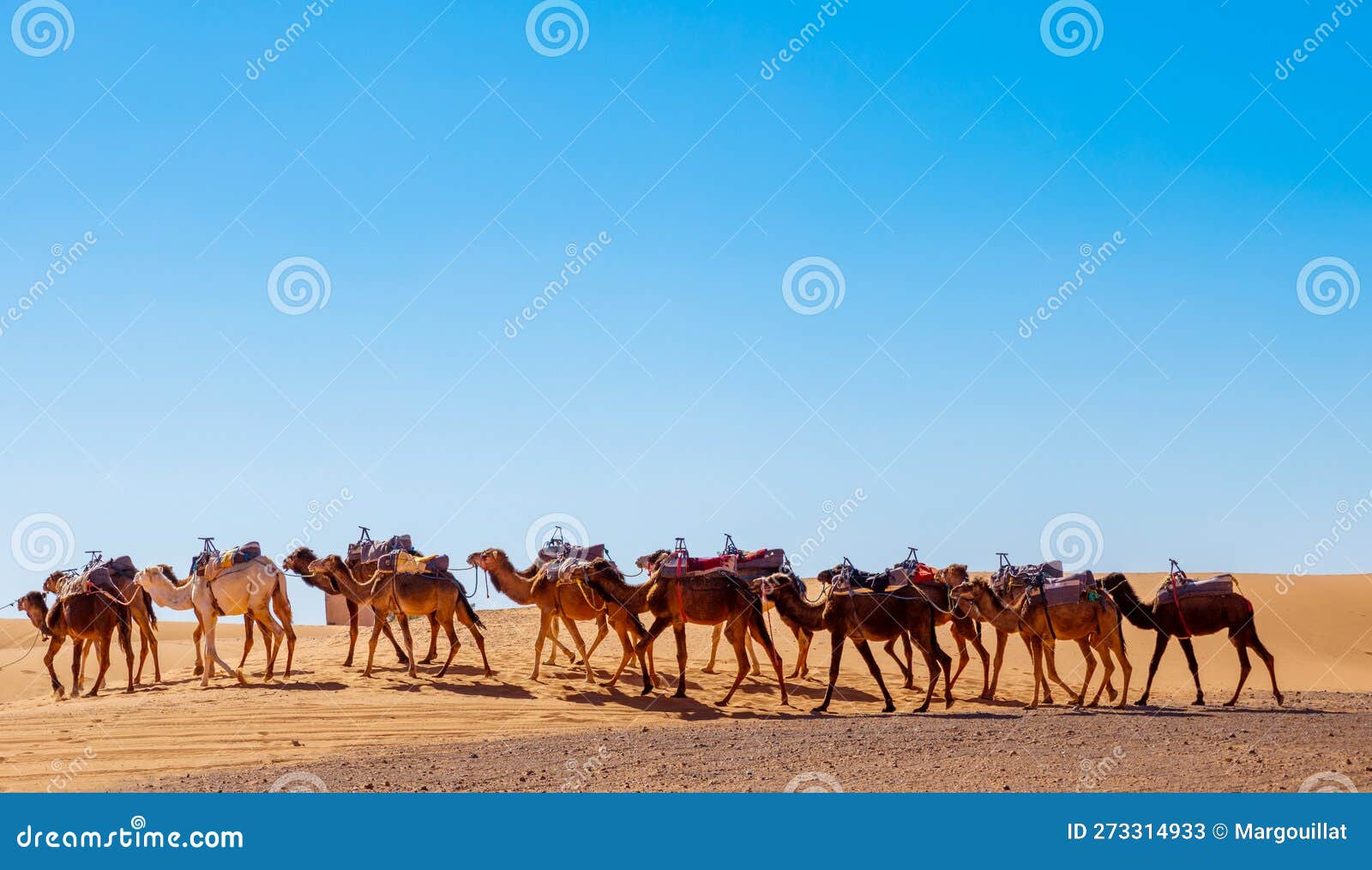 Camel Caravan in the Desert Stock Image - Image of excursion, tourism ...