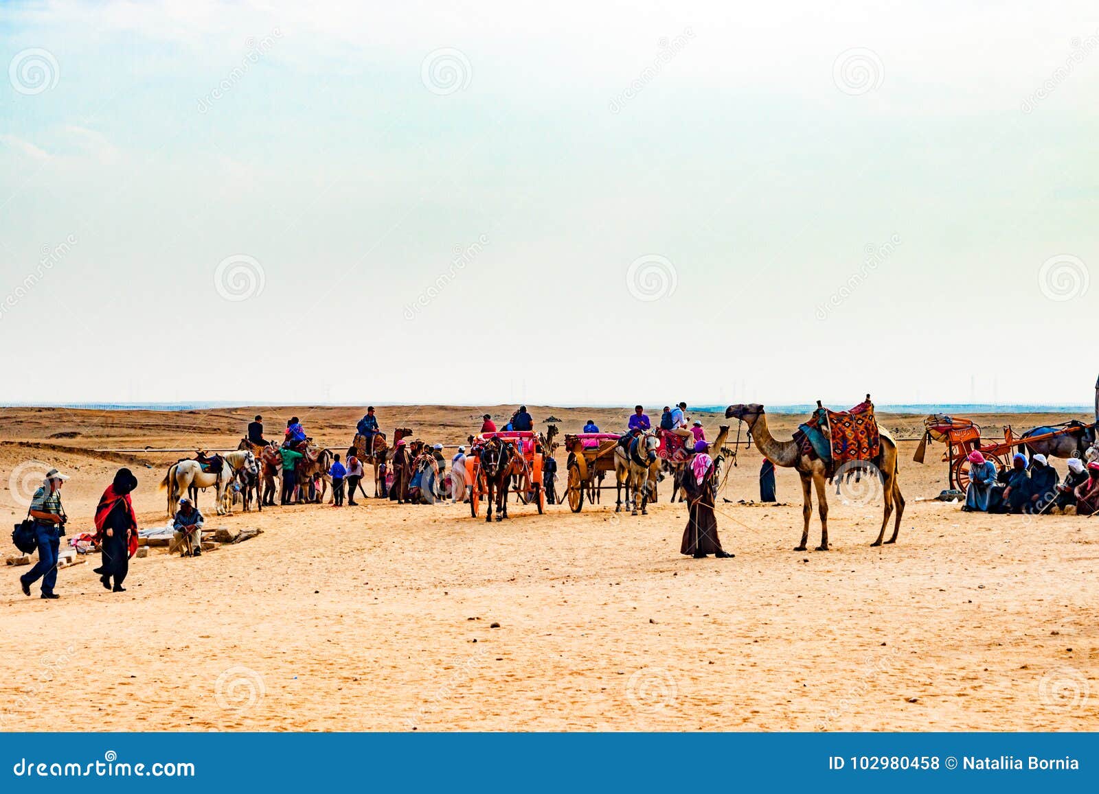 Camel caravan in Egypt editorial stock photo. Image of camels - 102980458