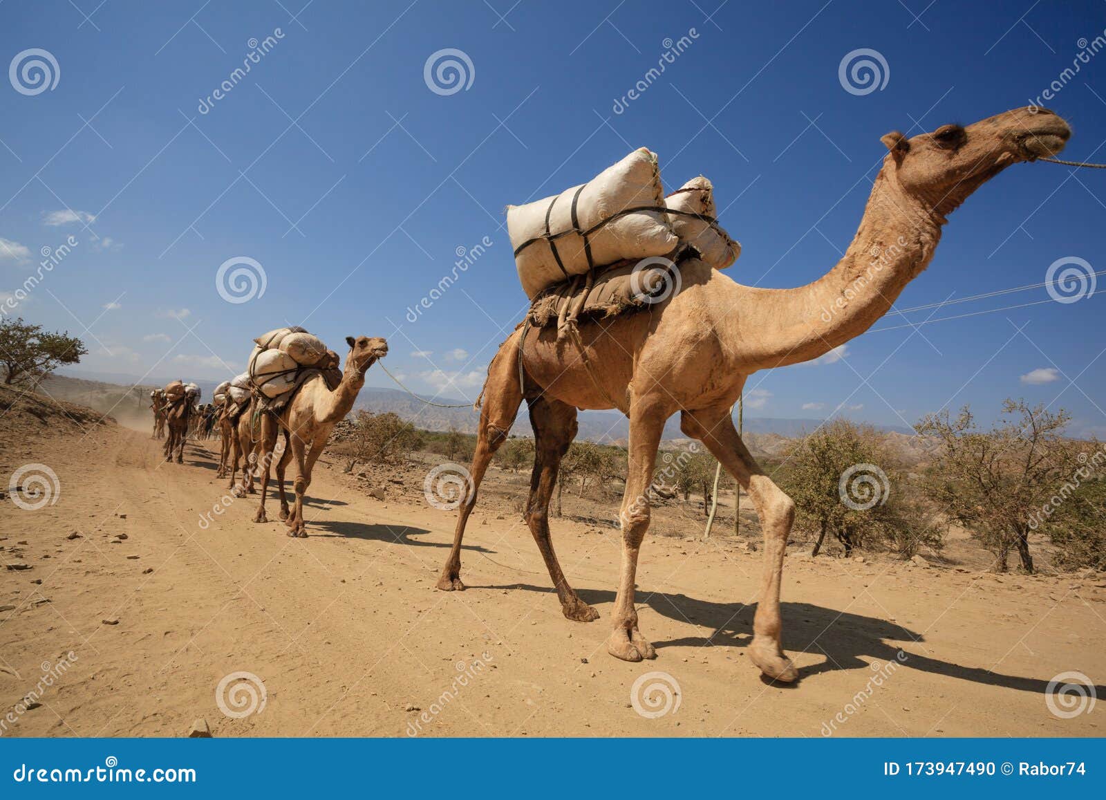 Camel Caravan in Ethiopia - Afar Region Stock Photo - Image of ...