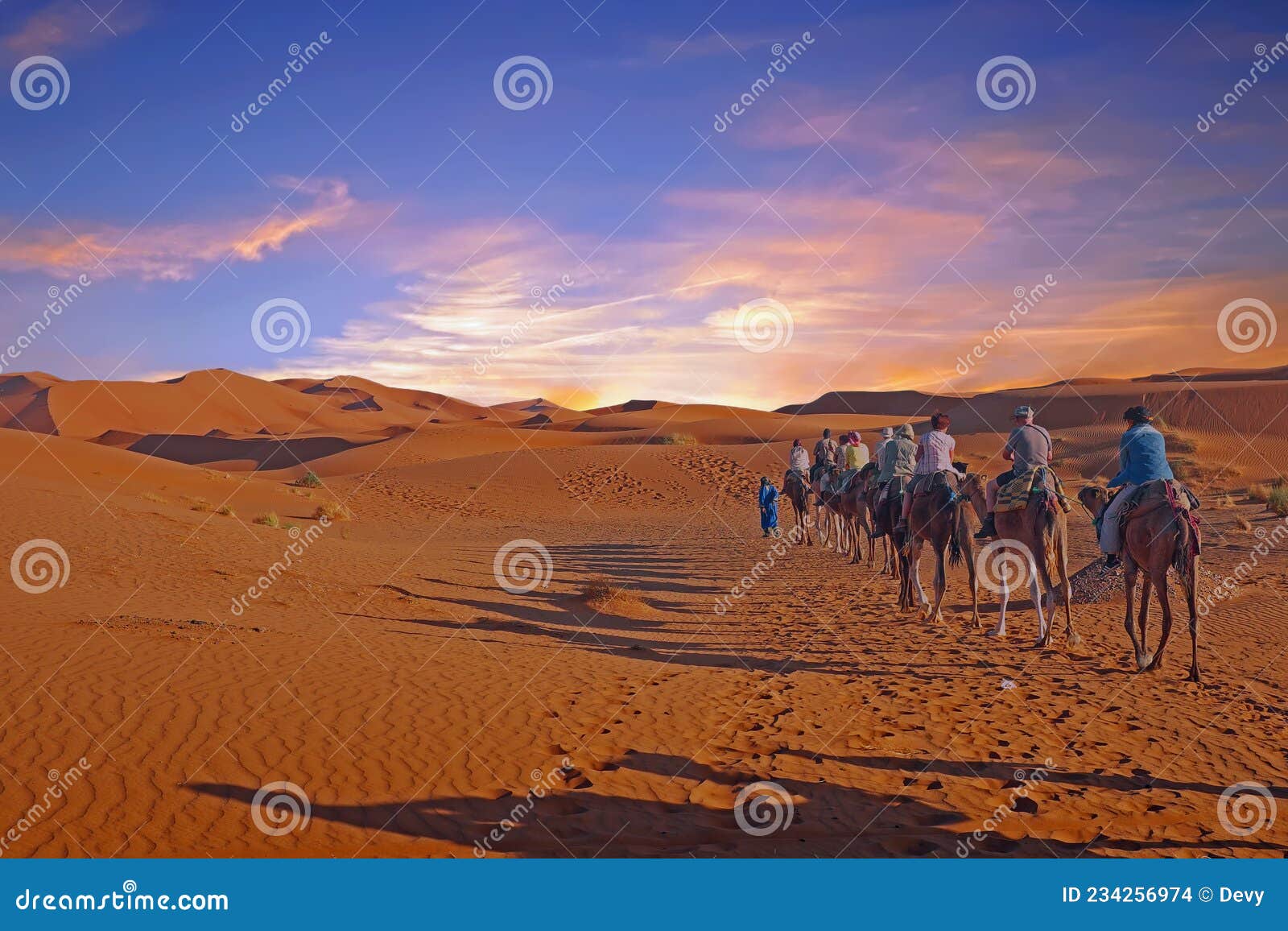 Camel Caravan In Sahara Desert, Morocco. People In Blue Dressing ...