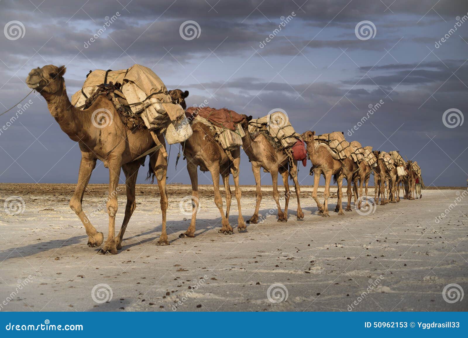 Camel Caravan at Lake Karoum Stock Image - Image of heat, comming: 50962153