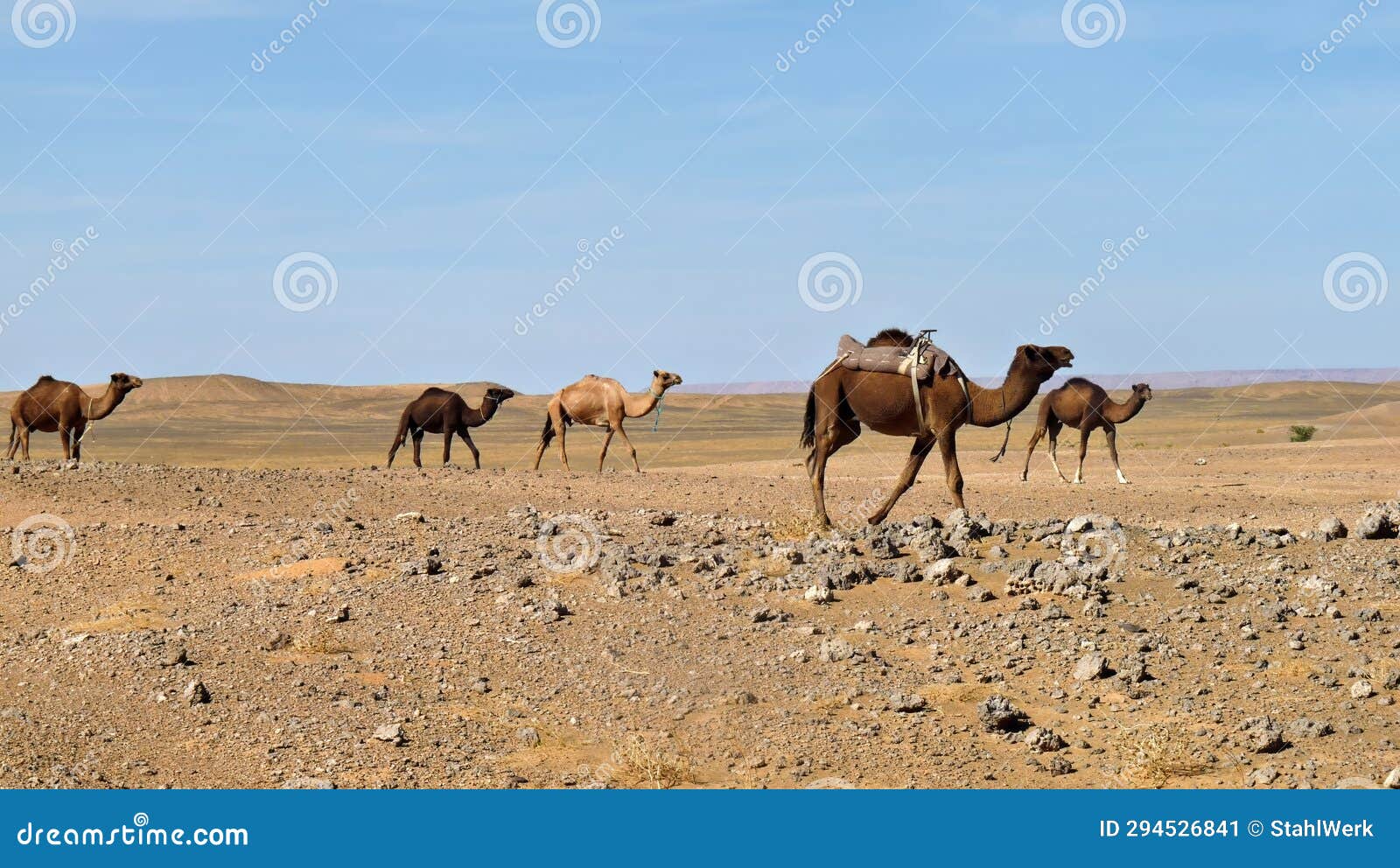 Savanna In Moroccan Hamada Desert Erg Chigaga Near Four Zguid With ...