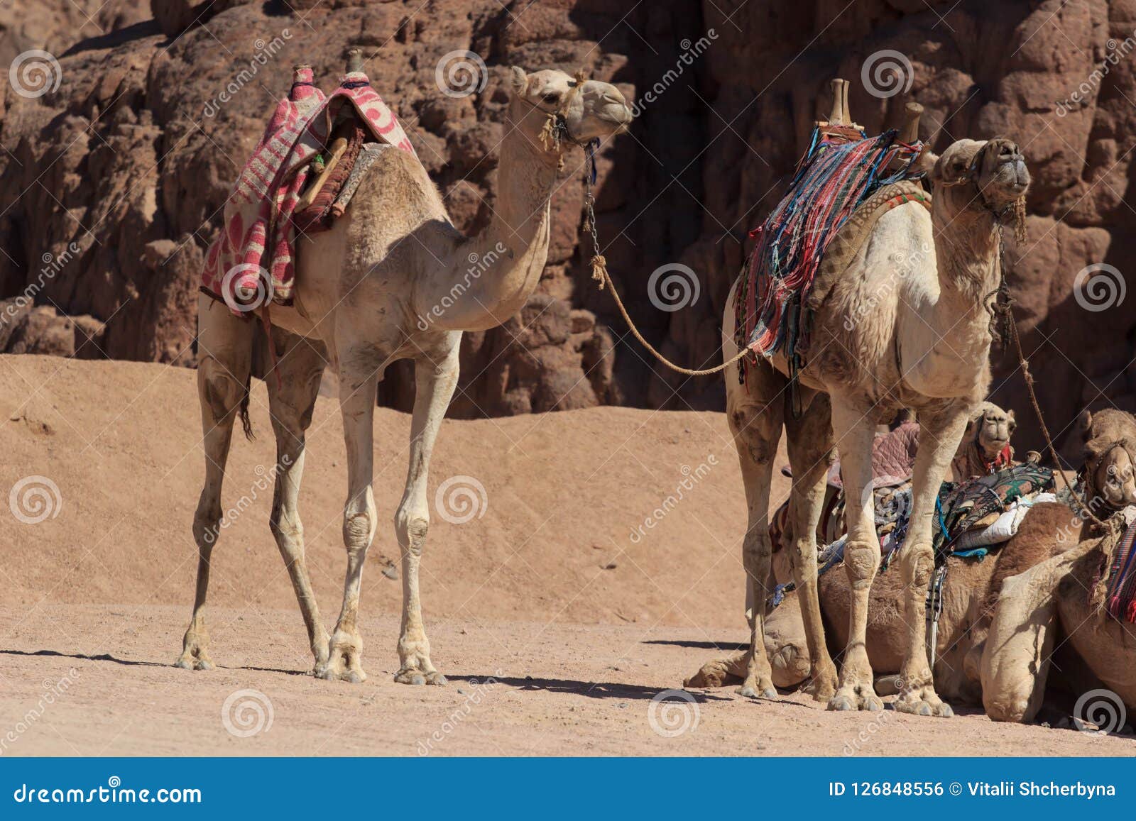 Camel Caravan Rest on Desert Sand. Three Camels in Resting Camel ...