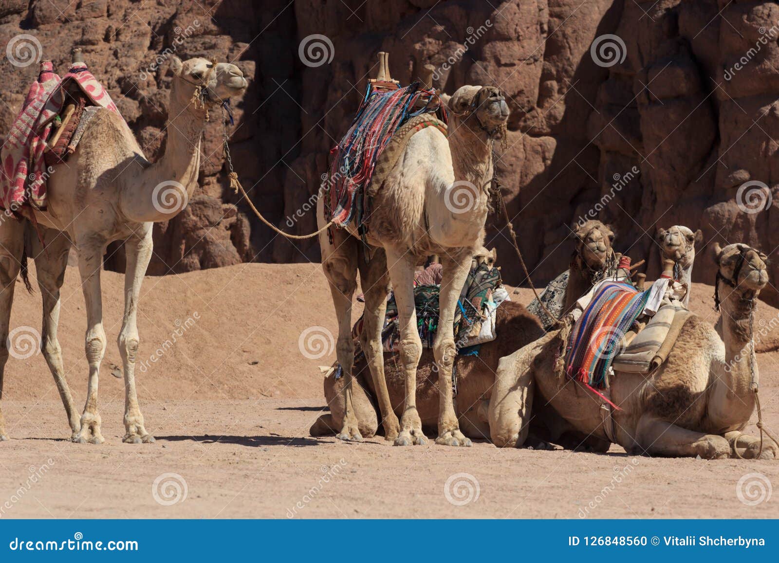 Camel Caravan Rest on Desert Sand. Three Camels in Resting Camel ...