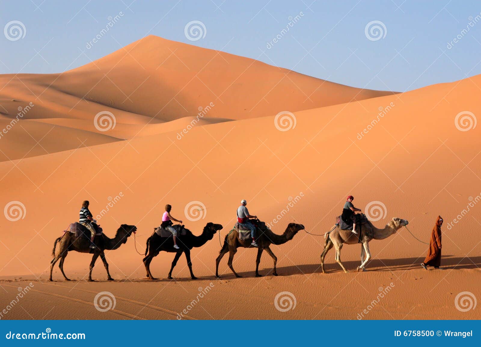 Camel Caravan in the Sahara Desert Stock Photo - Image of mammal ...
