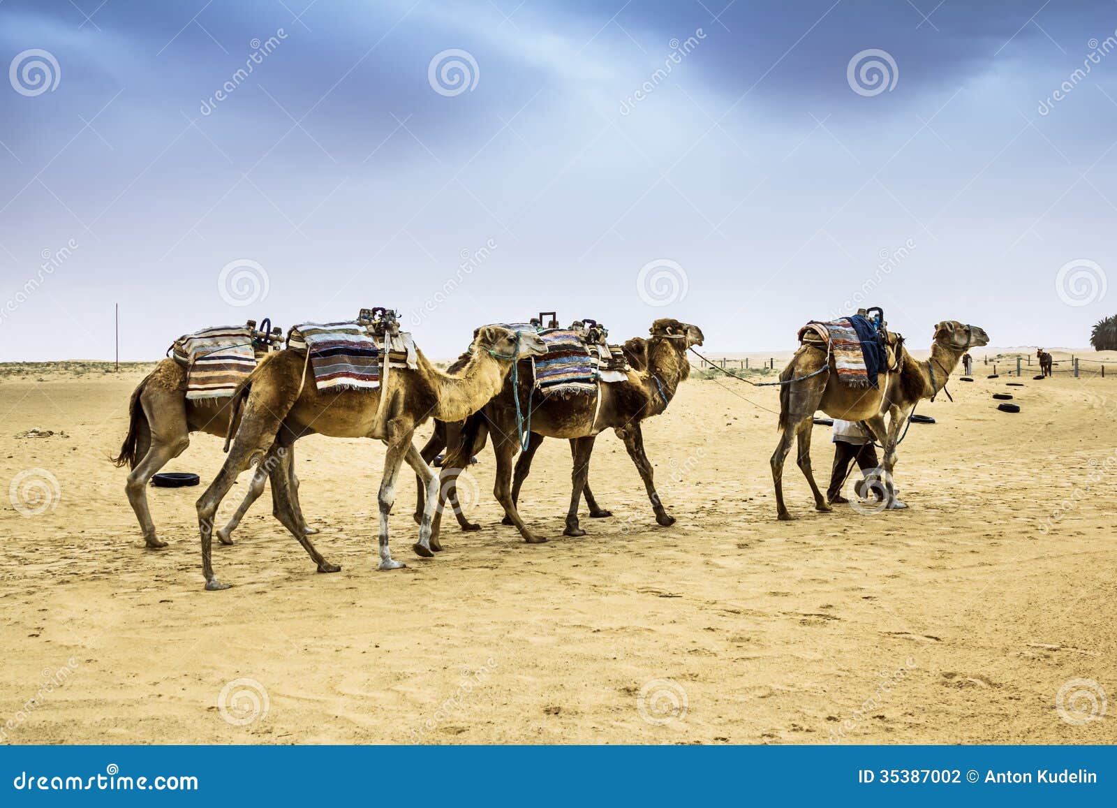 Camel Caravan in the Sahara Desert,Africa Stock Photo - Image of heat ...