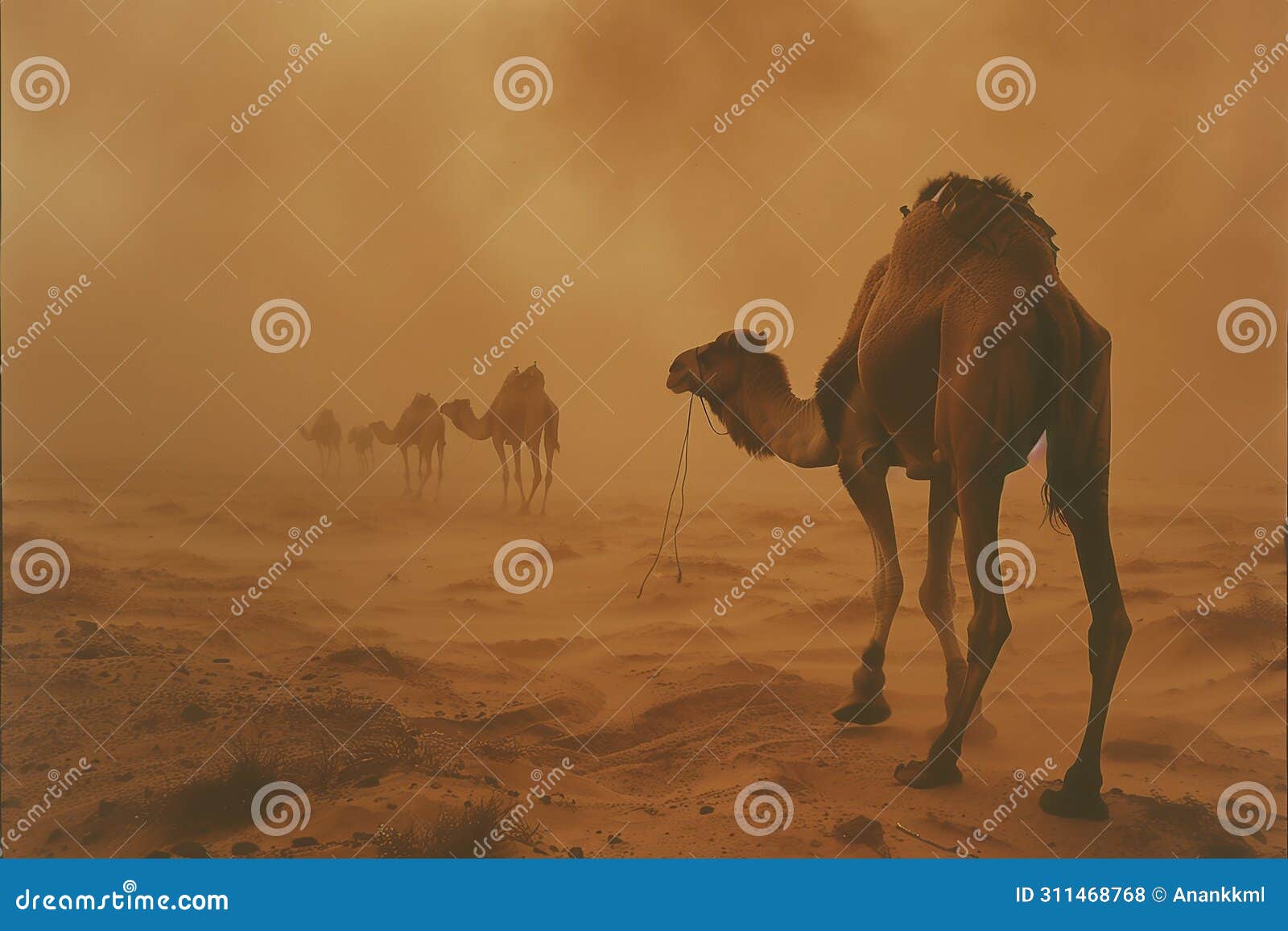 The Sahara Desert And The Sahel Region, North Africa, Political Map ...