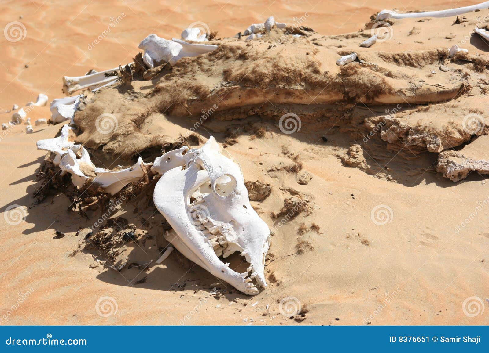Camel carcass stock image. Image of dead, world, sand - 8376651