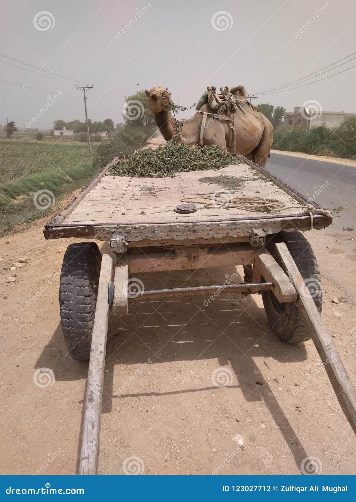 A camel cart stock photo. Image of side, cart, feeding - 123027712