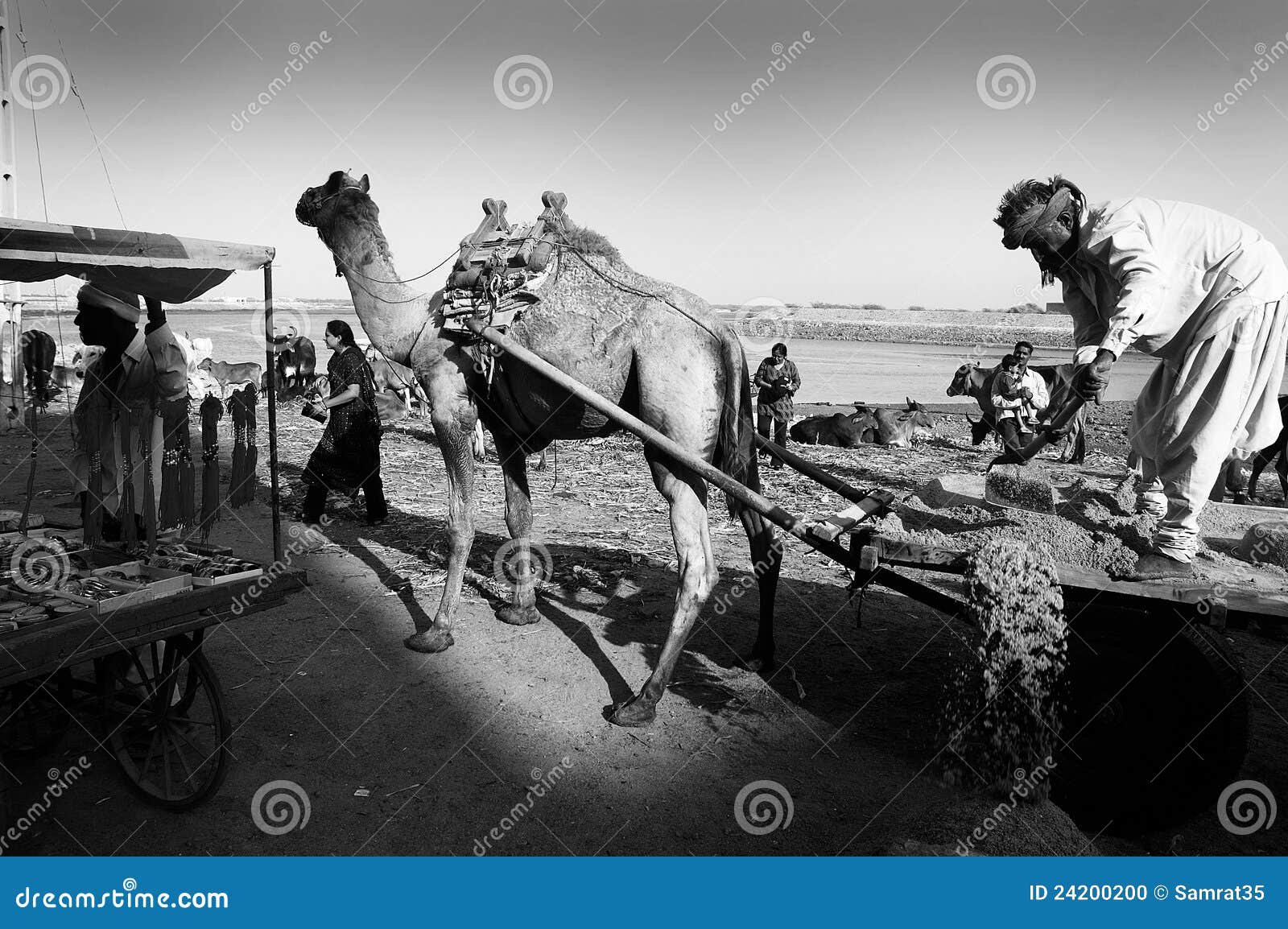 Camel Carts editorial image. Image of pilgrim, water - 24200200