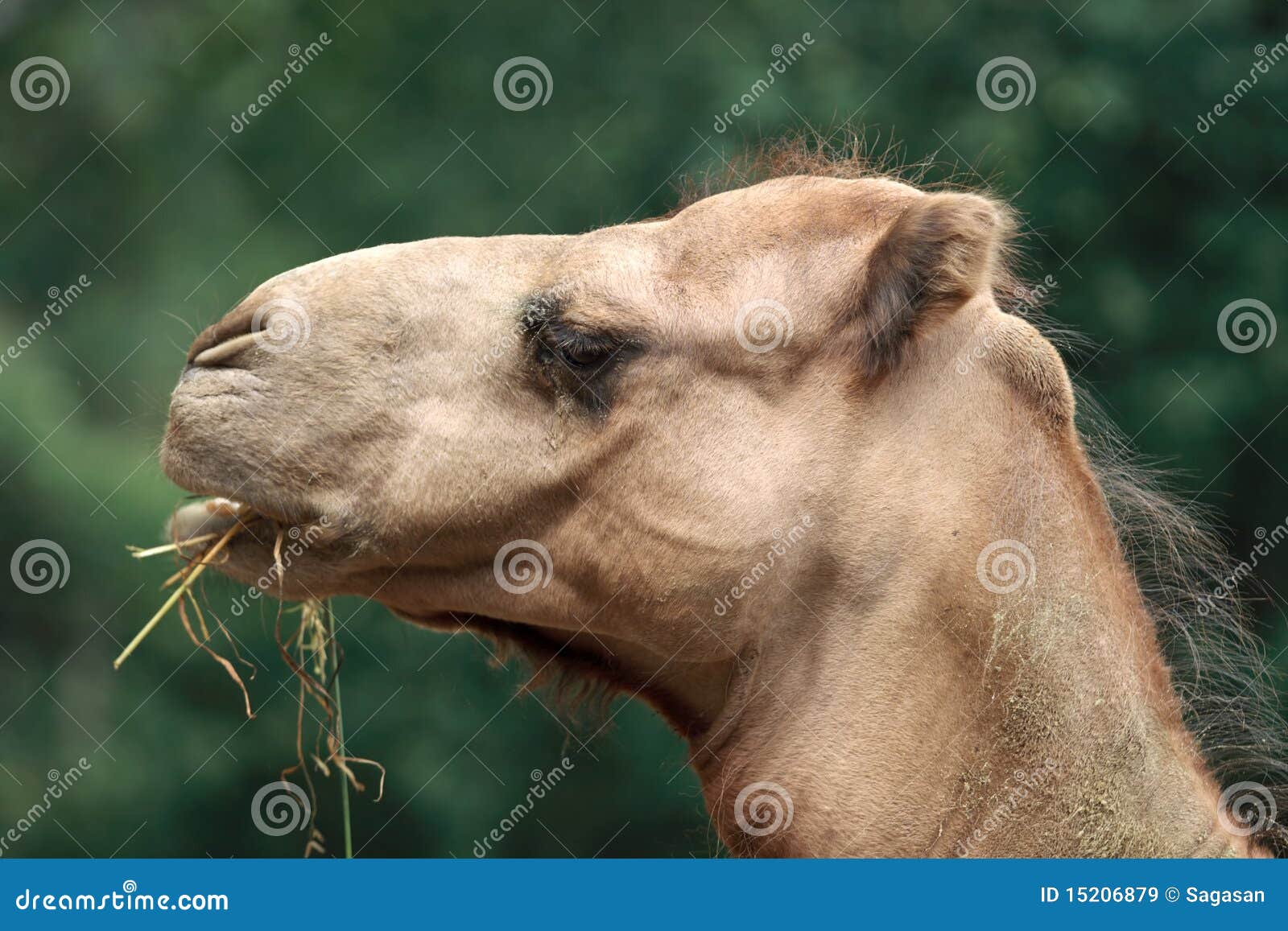Camel Chewing stock image. Image of mouth, grass, bite - 15206879