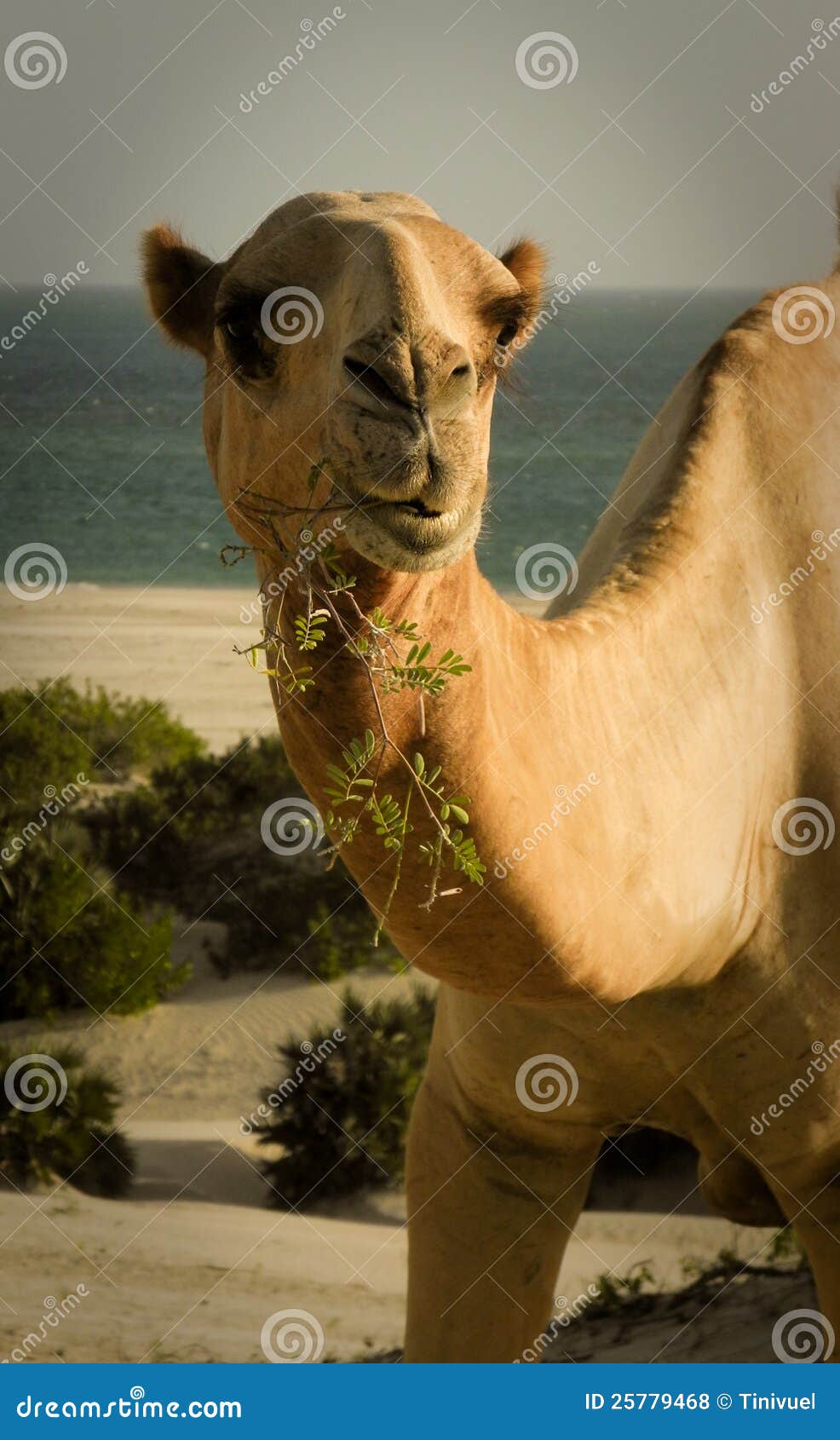 Camel Chewing stock photo. Image of plant, sand, dunes - 25779468