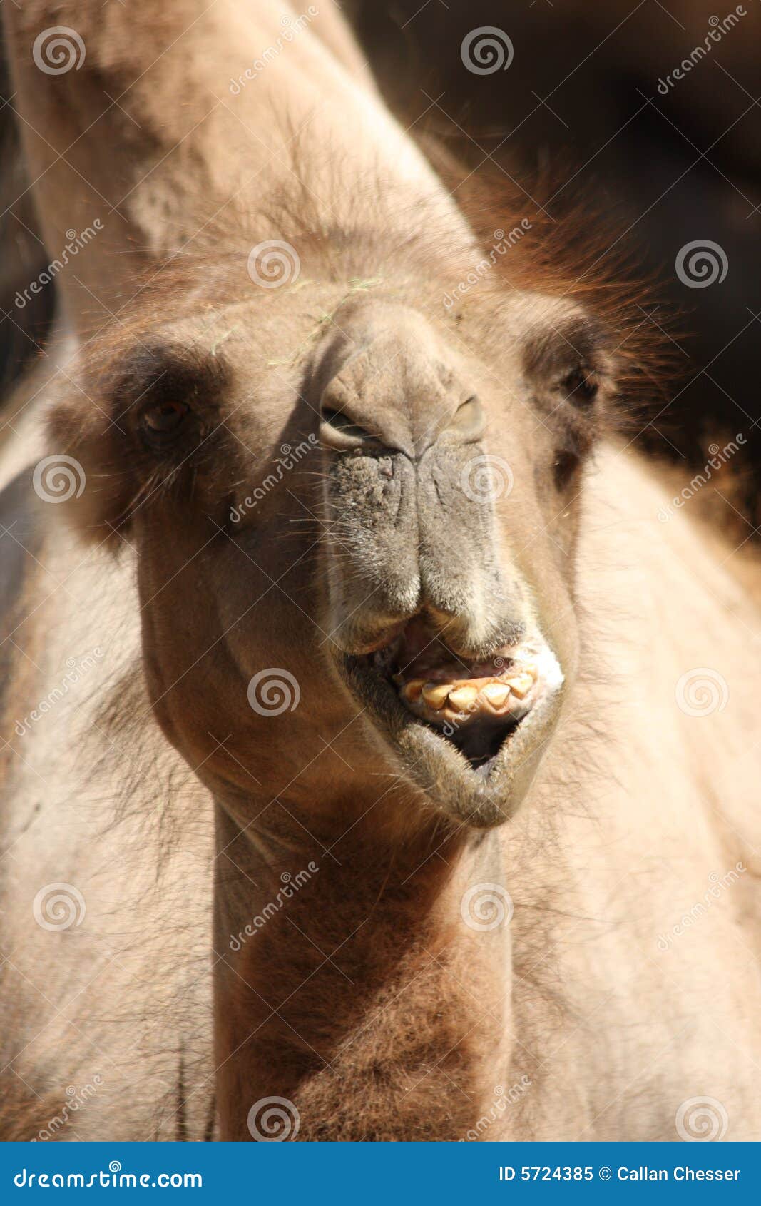 Camel chewing stock image. Image of dromedary, ears, hump - 5724385