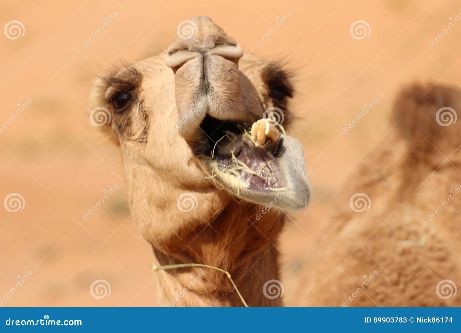 Camel chewing stock image. Image of doomedary, tooth - 89903783