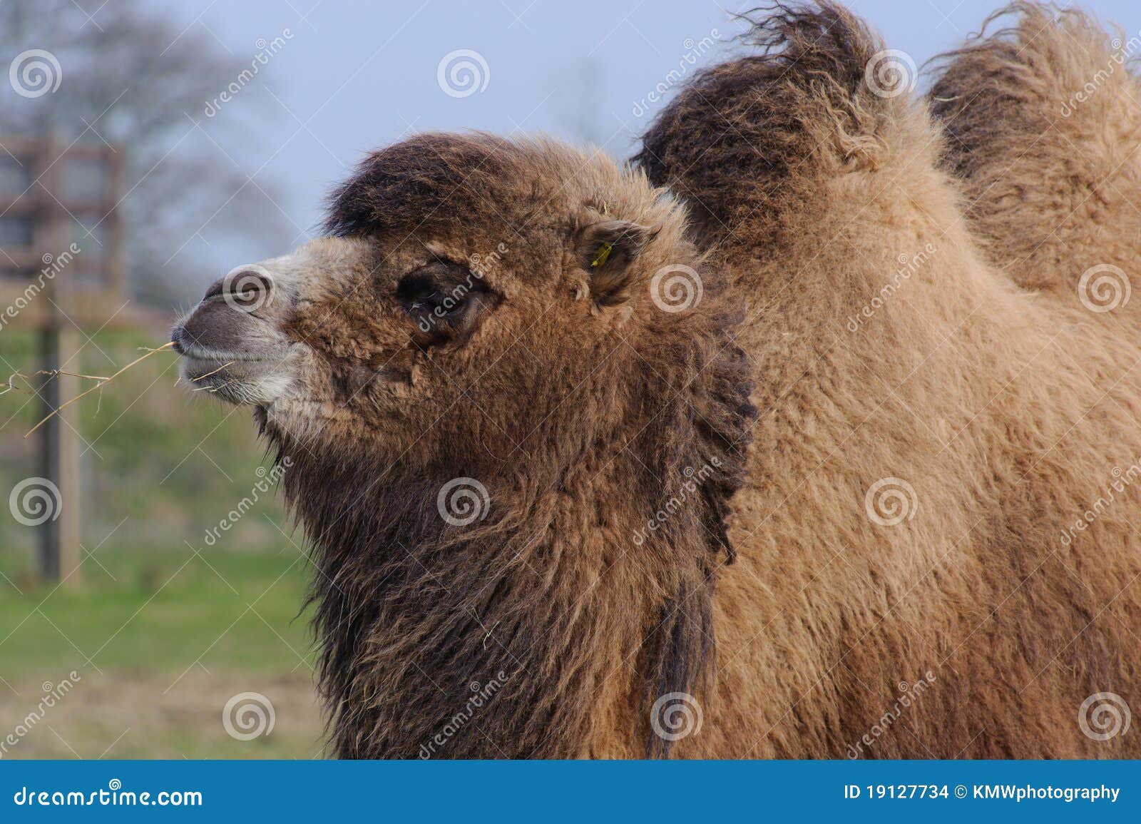 Camel chewing grass stock photo. Image of humped, camel - 19127734