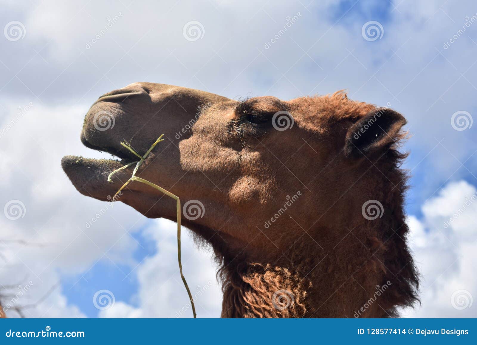 Camel Chewing on Hay and Some Falling from His Mouth Stock Photo ...