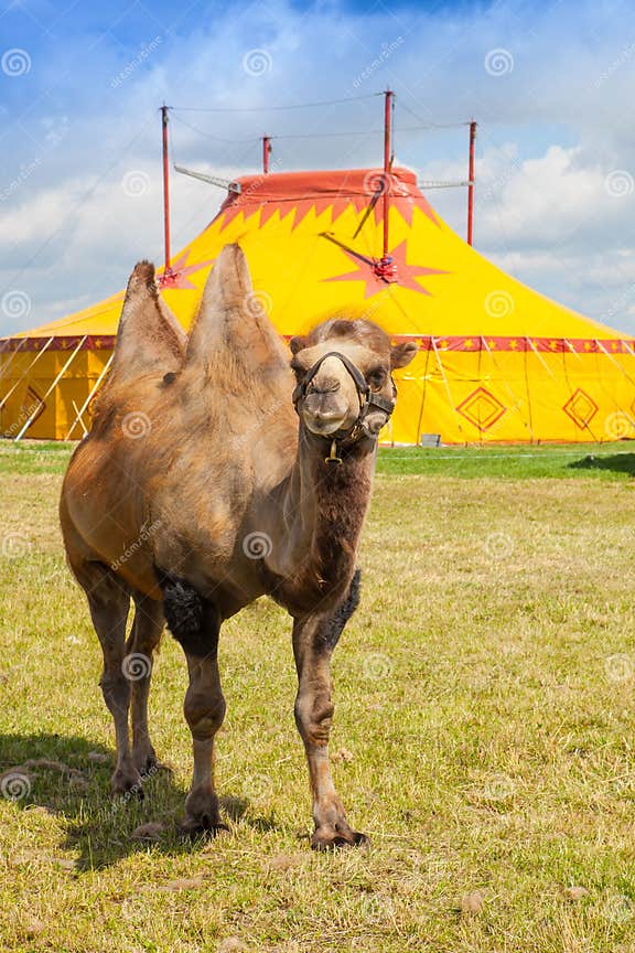 Camel and circus tent stock image. Image of show, circus - 32381211