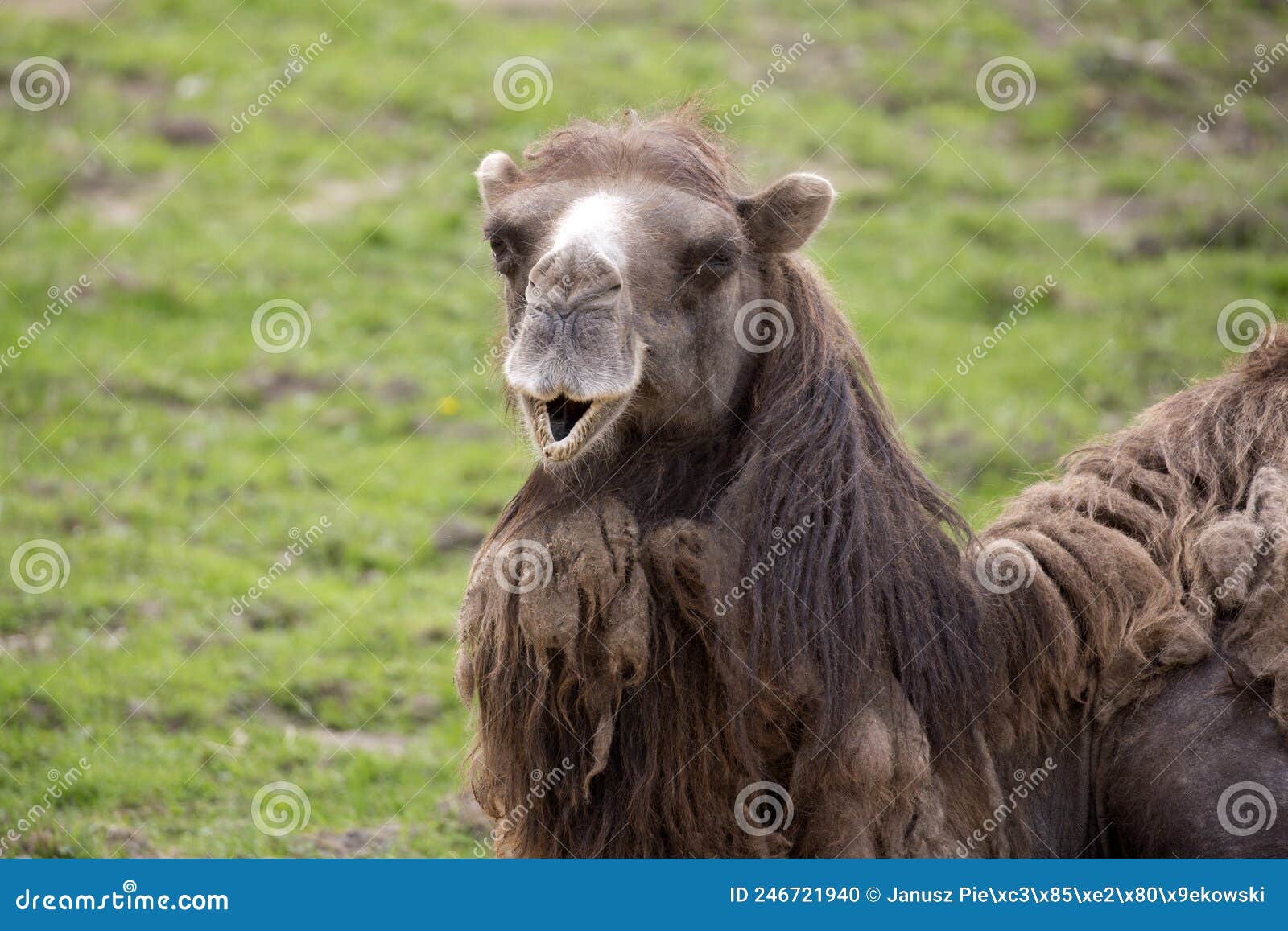 Camel in a Clearing, a Portrait Stock Photo - Image of portrait ...