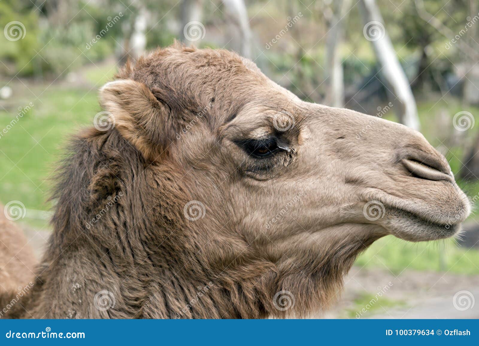 Camel stock photo. Image of lashes, brown, nostrils - 100379634