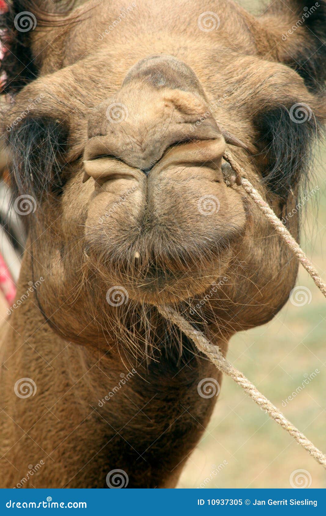 Camel Close-up stock image. Image of close, camel, hair - 10937305