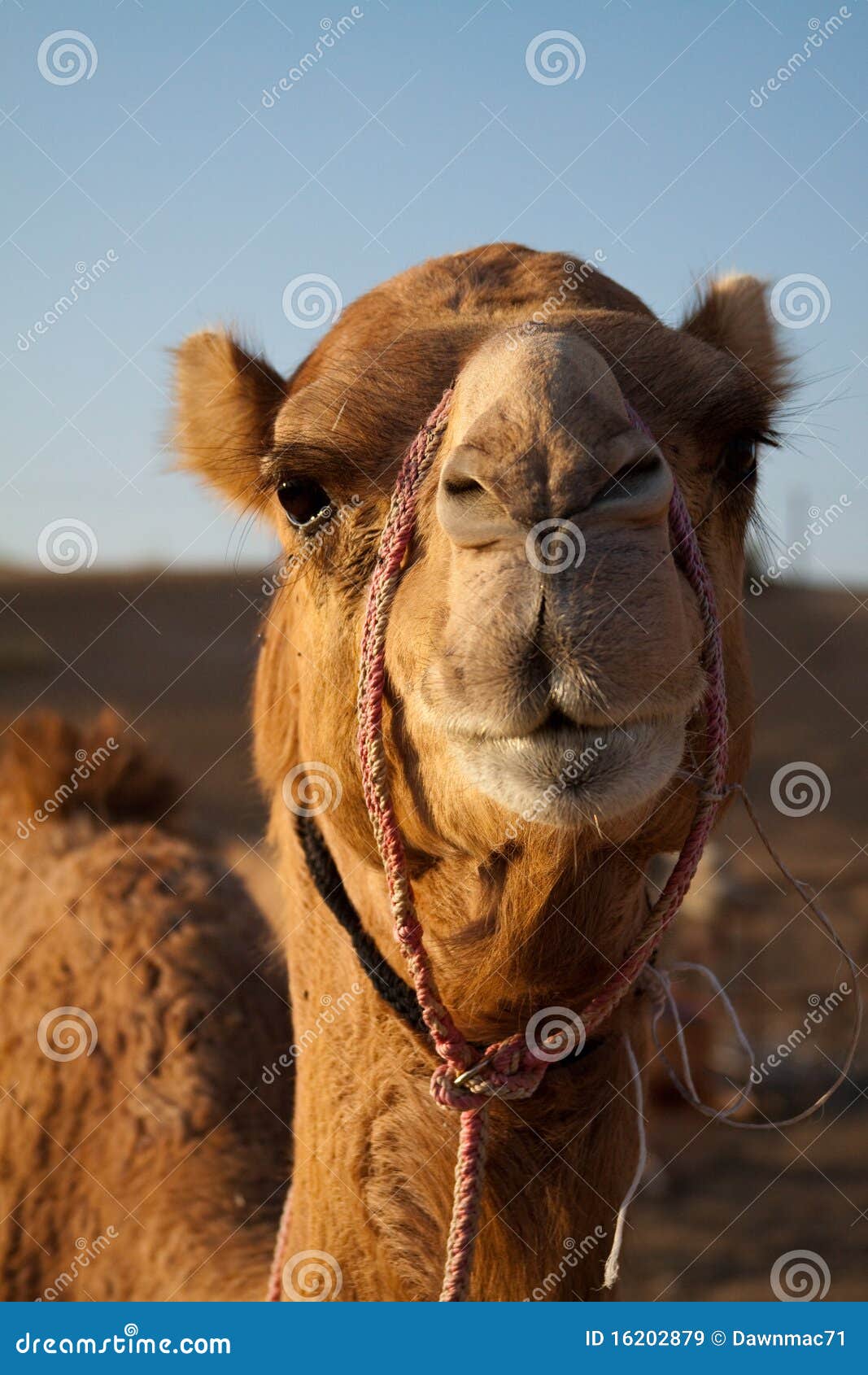 Camel Close Up stock image. Image of dubai, close, camel - 16202879