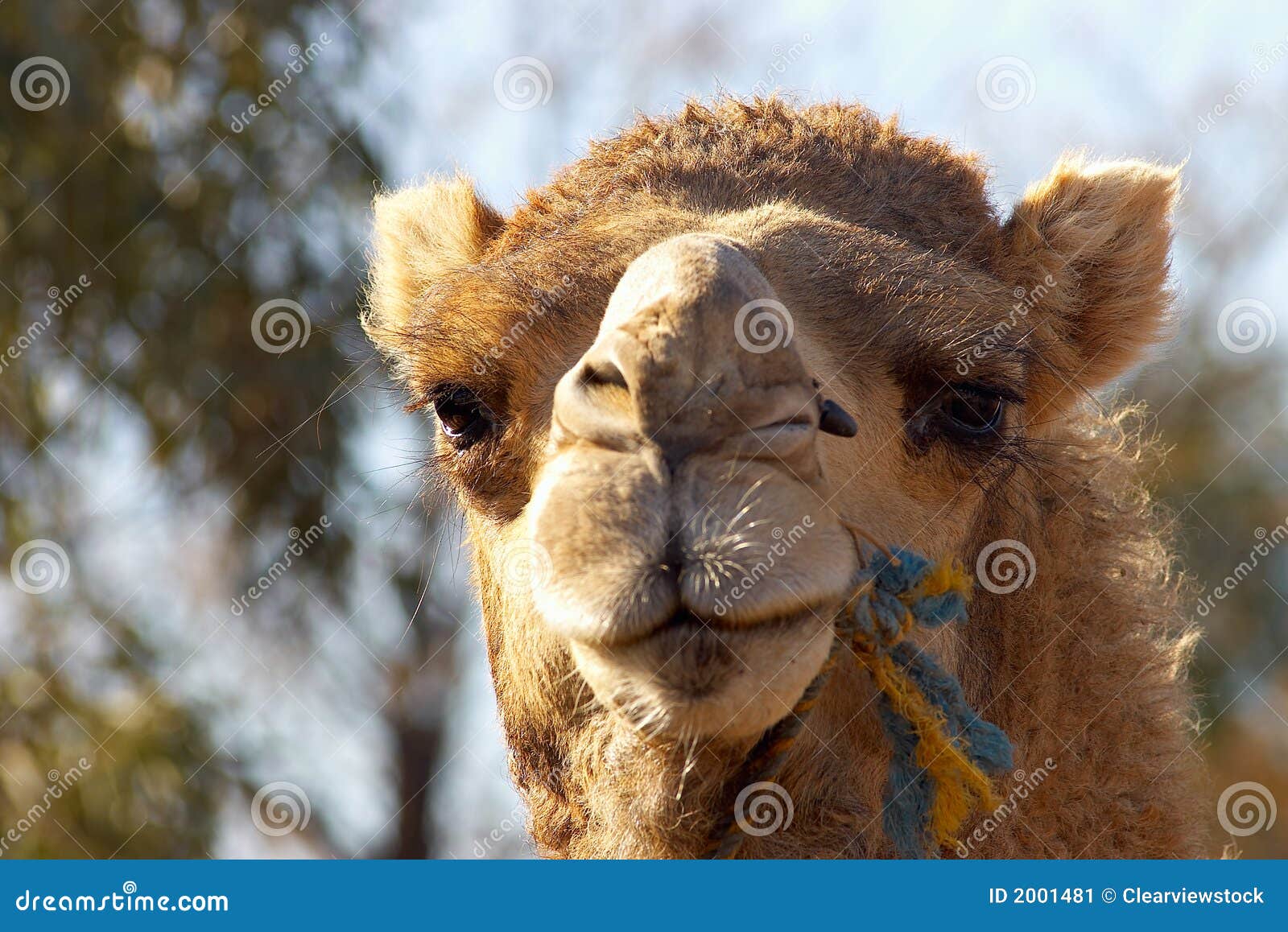 Camel close up stock image. Image of camel, eyes, desert - 2001481