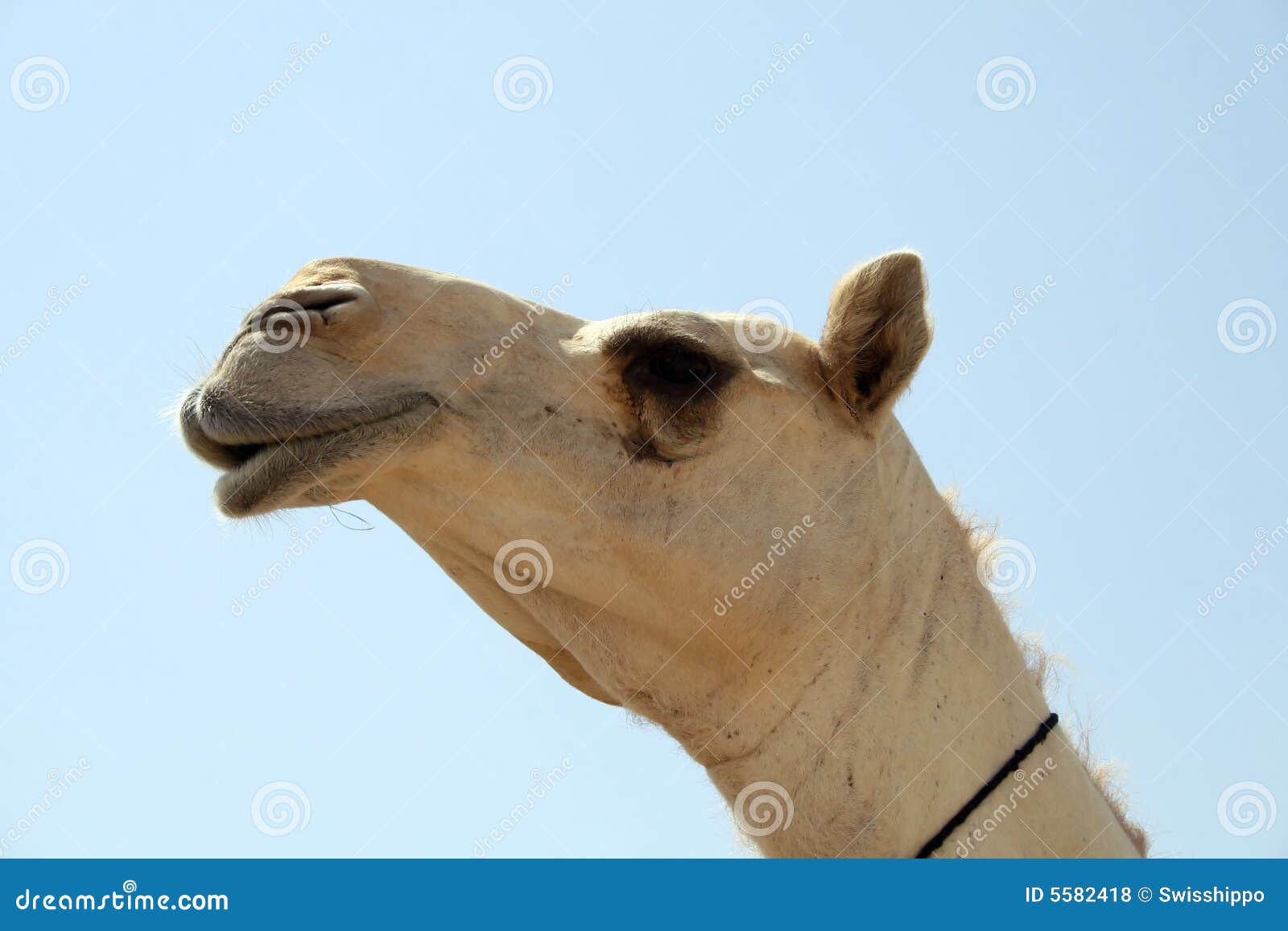 Camel Close Up Picture. Image: 5582418