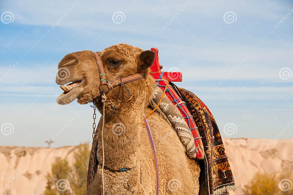 Camel close up stock photo. Image of summer, hair, head - 81413826