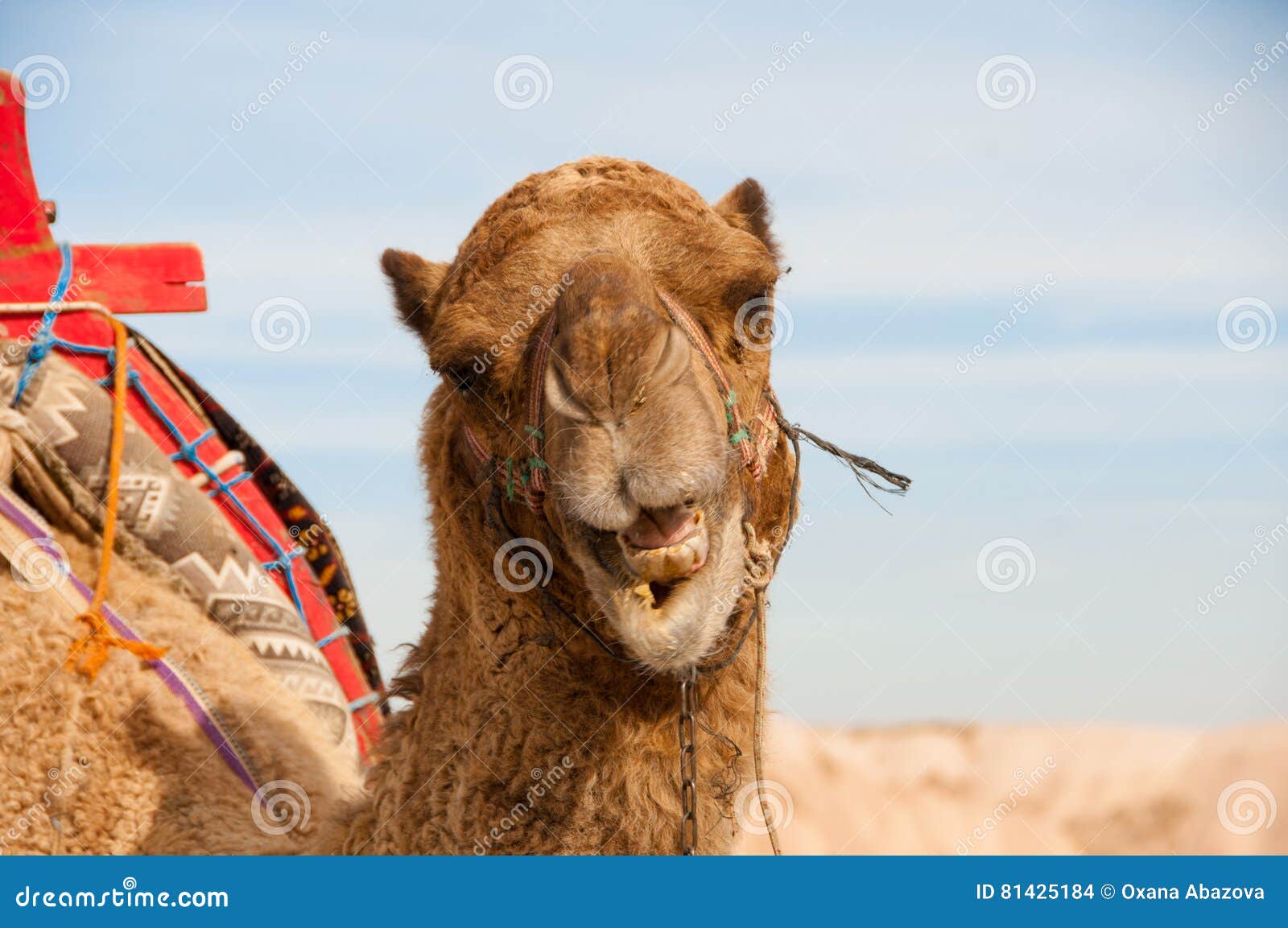 Camel close up stock photo. Image of domestic, view, arabia - 81425184