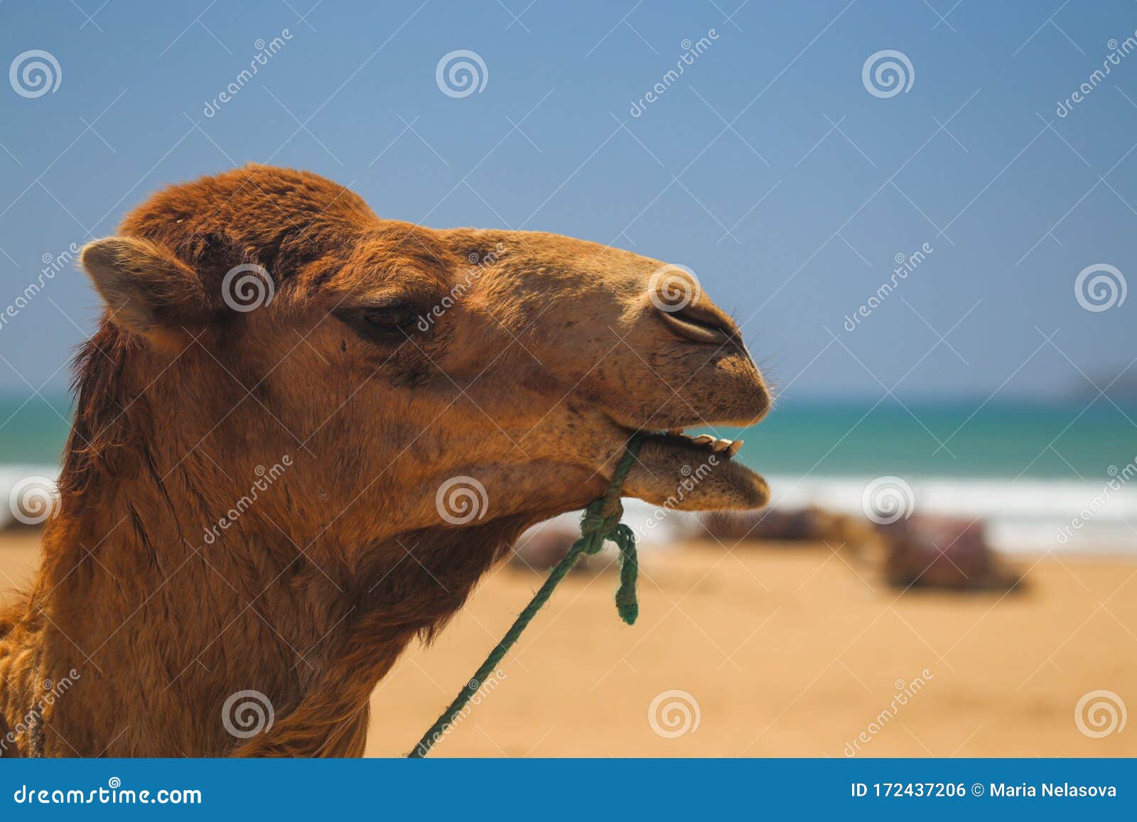 Camel Close-up on the Beach Stock Photo - Image of funny, african ...