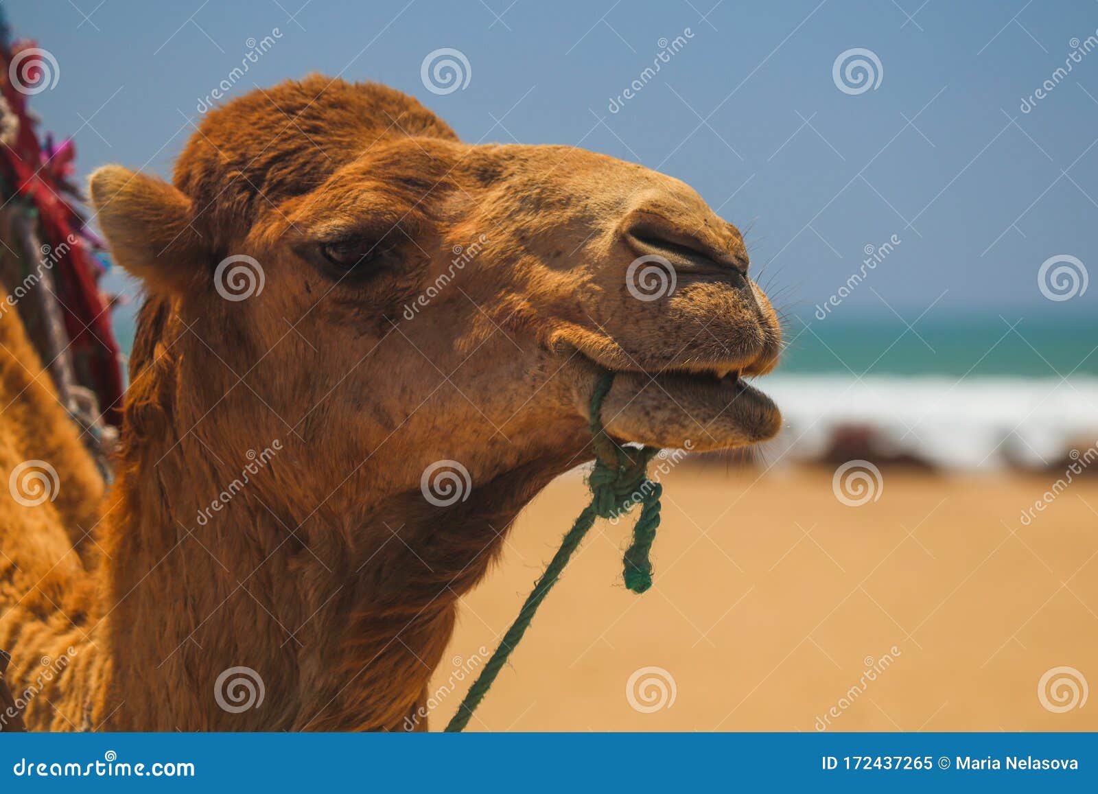 Camel Close-up on the Beach Stock Image - Image of mammal, halt: 172437265